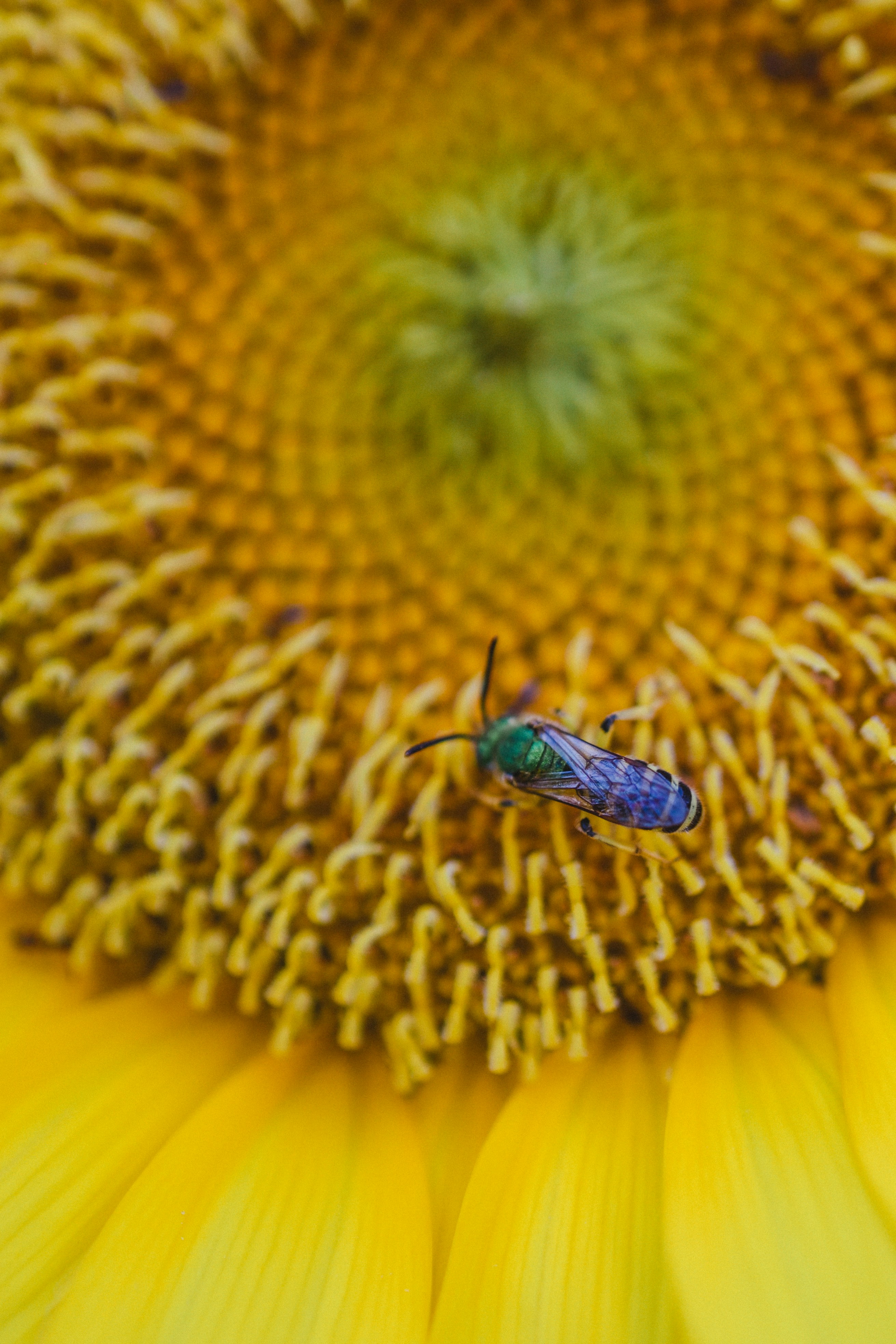 A bug is sitting on a large sunflower photo – Free Flower Image on Unsplash