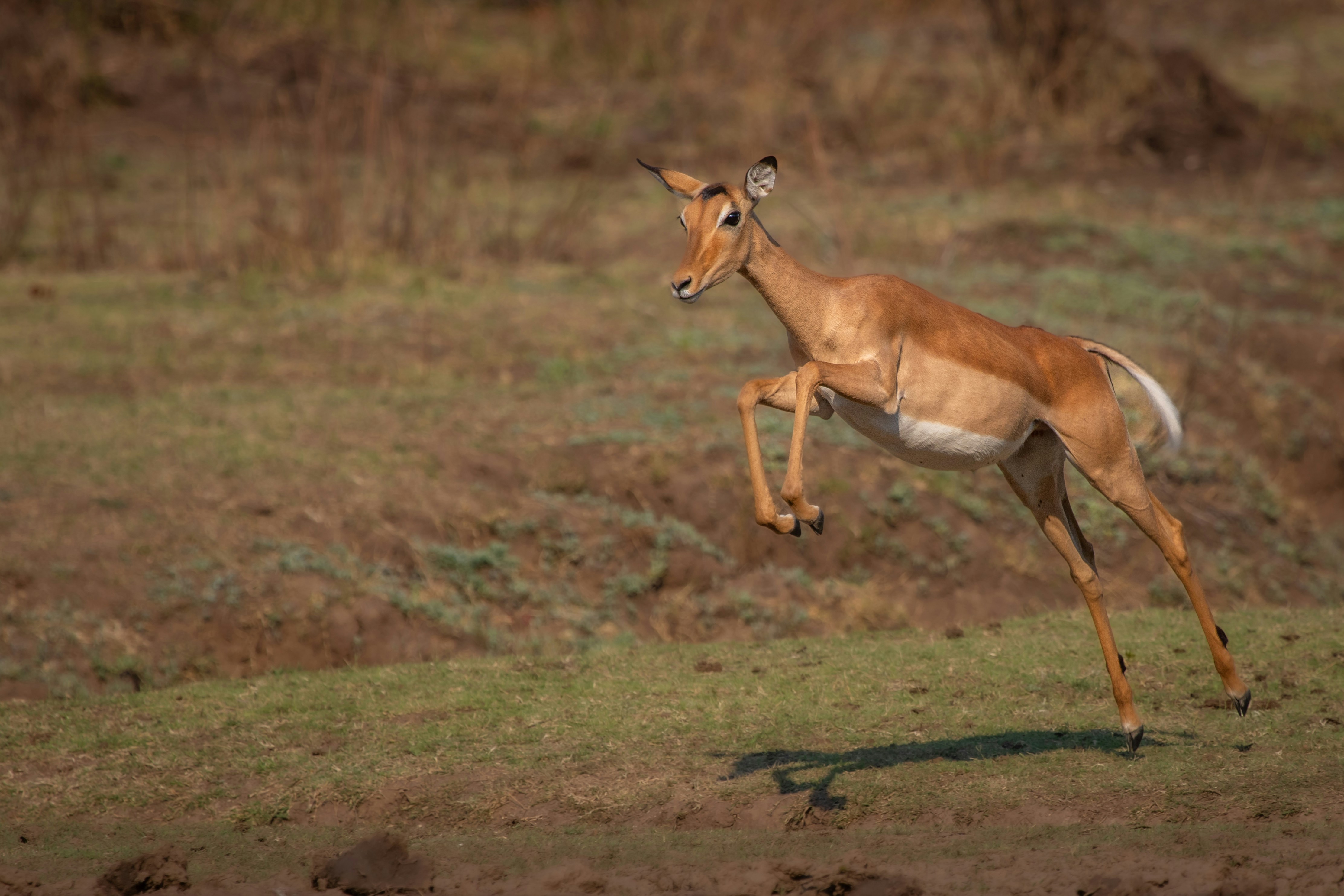 Impala Animal Running
