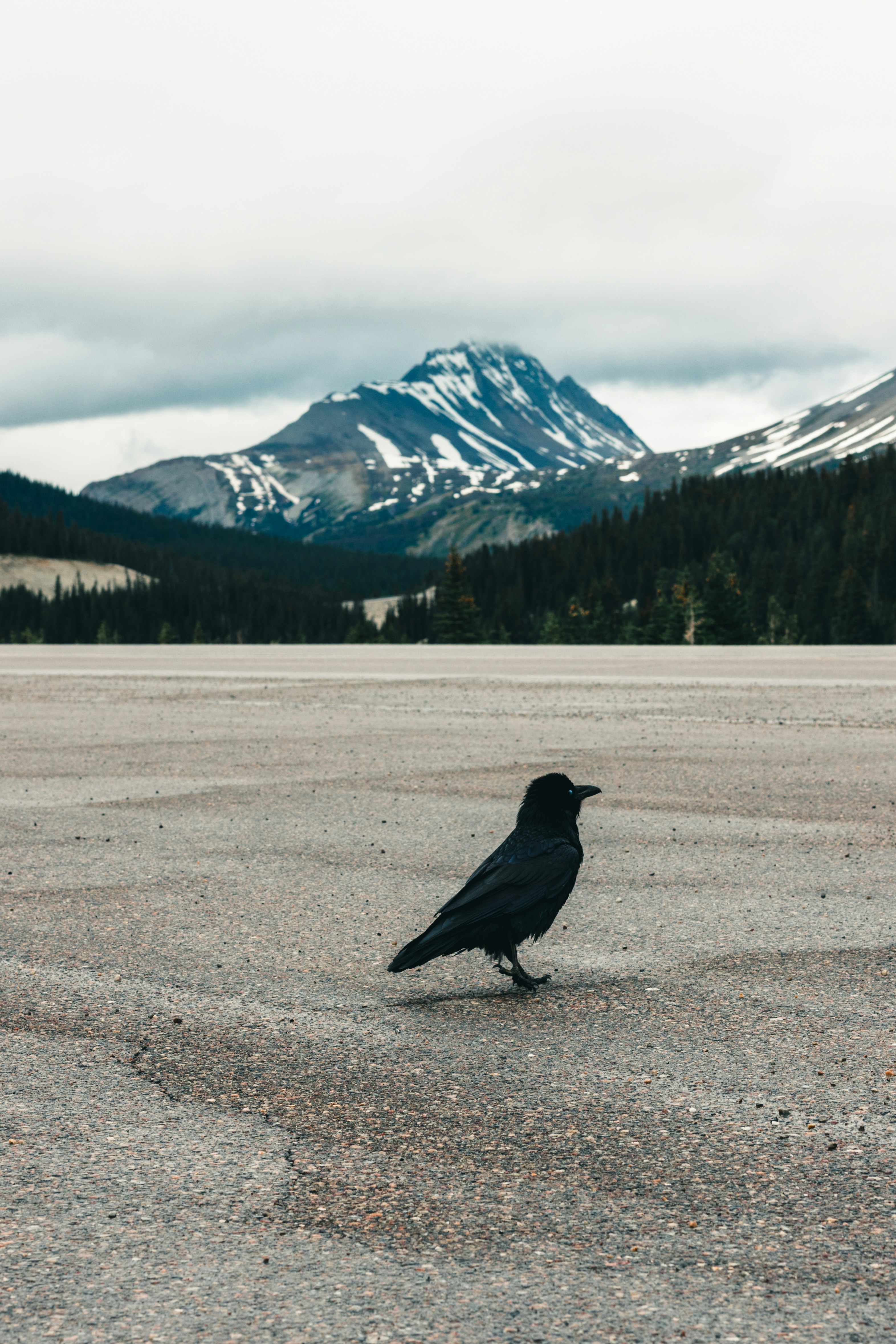 Mid-Field Raven with Snow-Capped Peak Backdrop