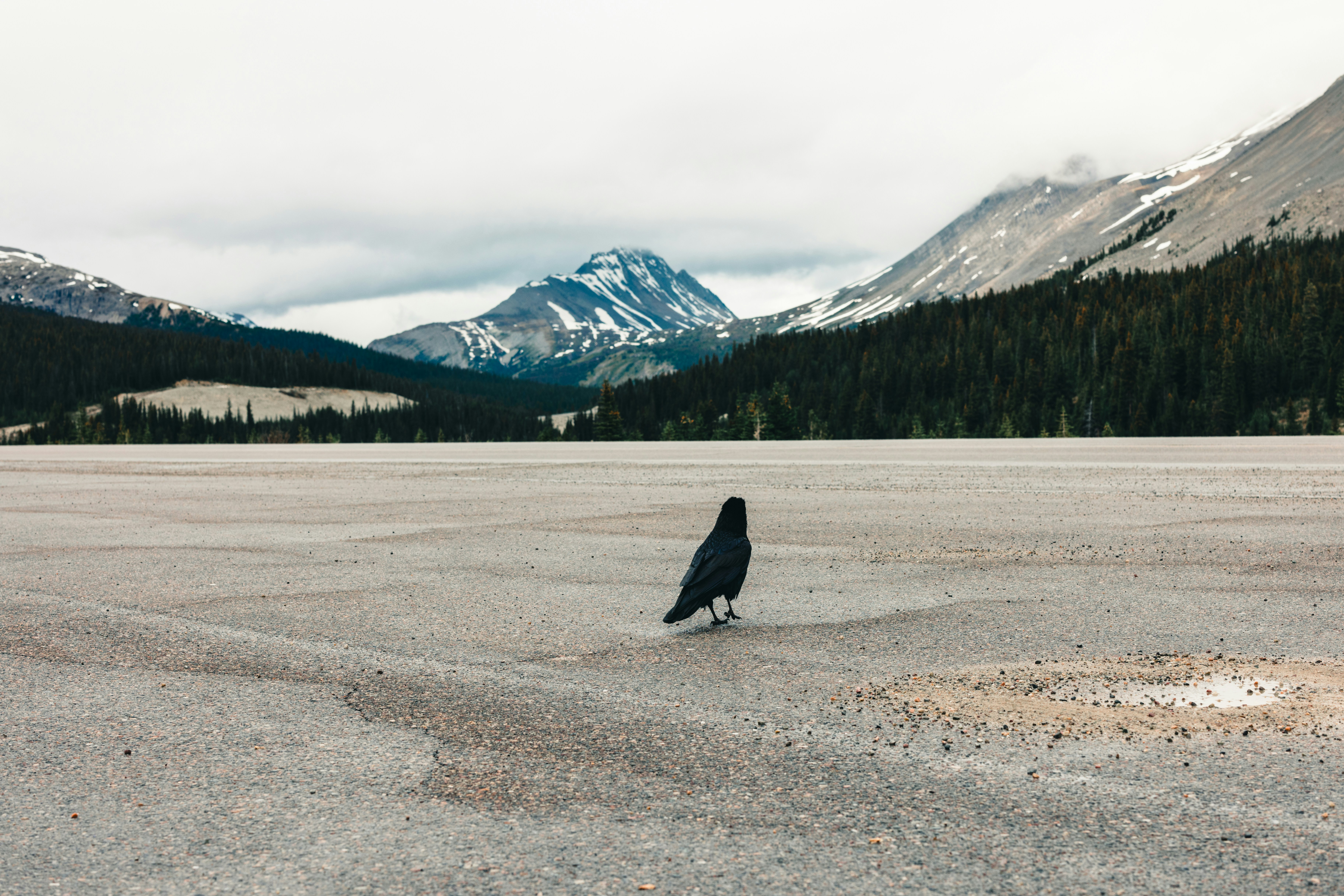  lone black raven on a wind-swept granite plain beneath alpine peaks