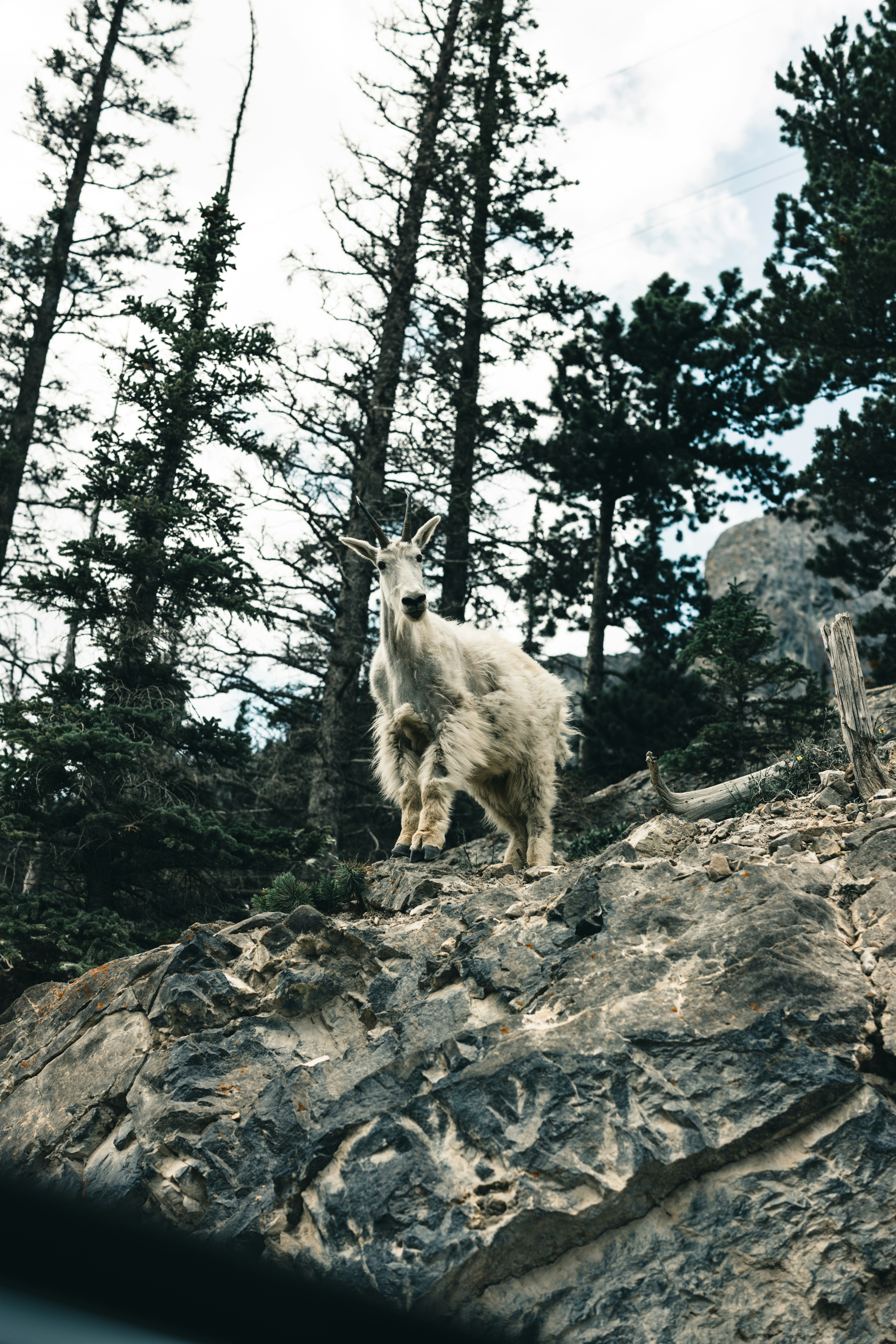 Guardian of the Ridge: White Mountain Goat on a Rugged Alpine Outcrop