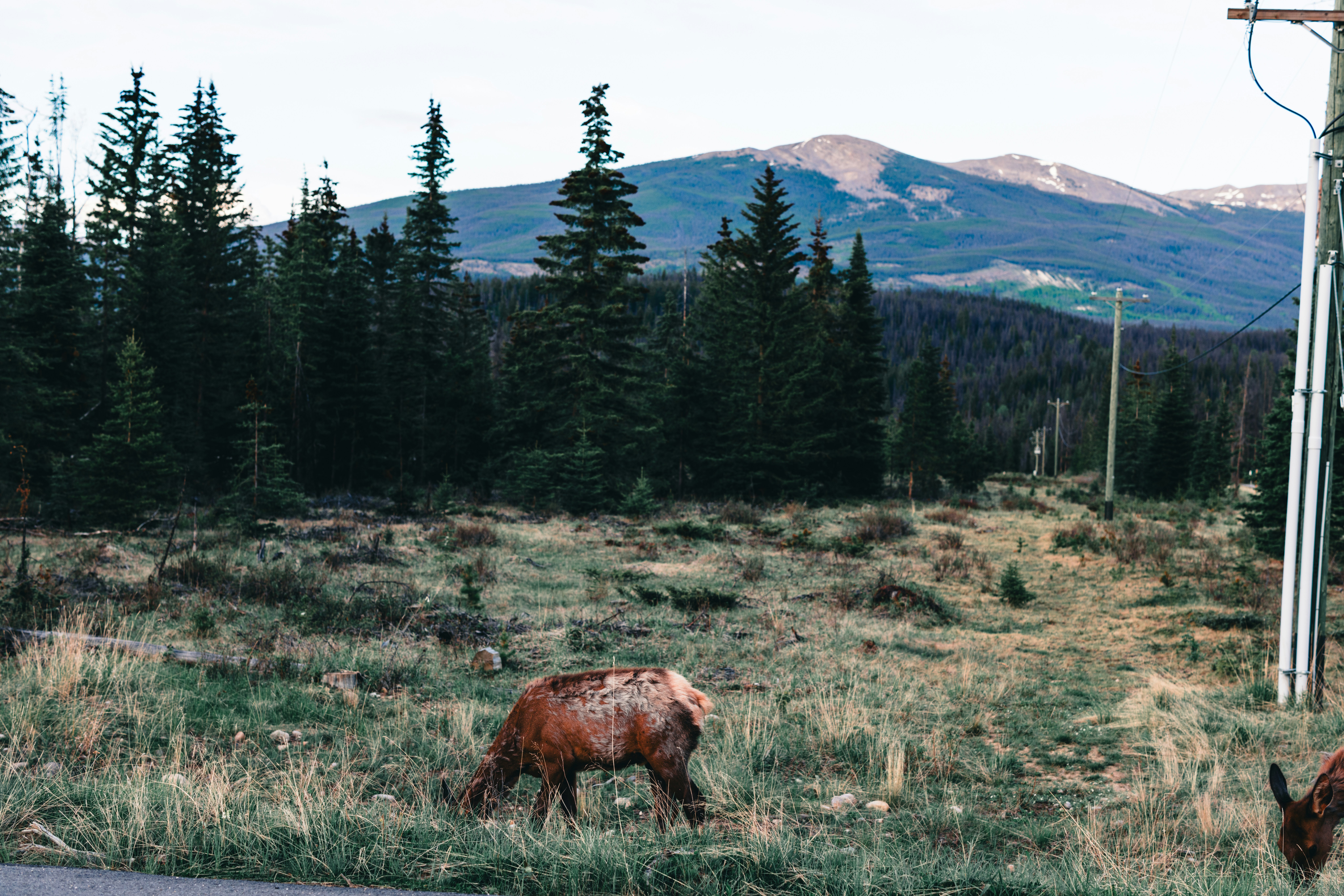 She was feasting near our campsite