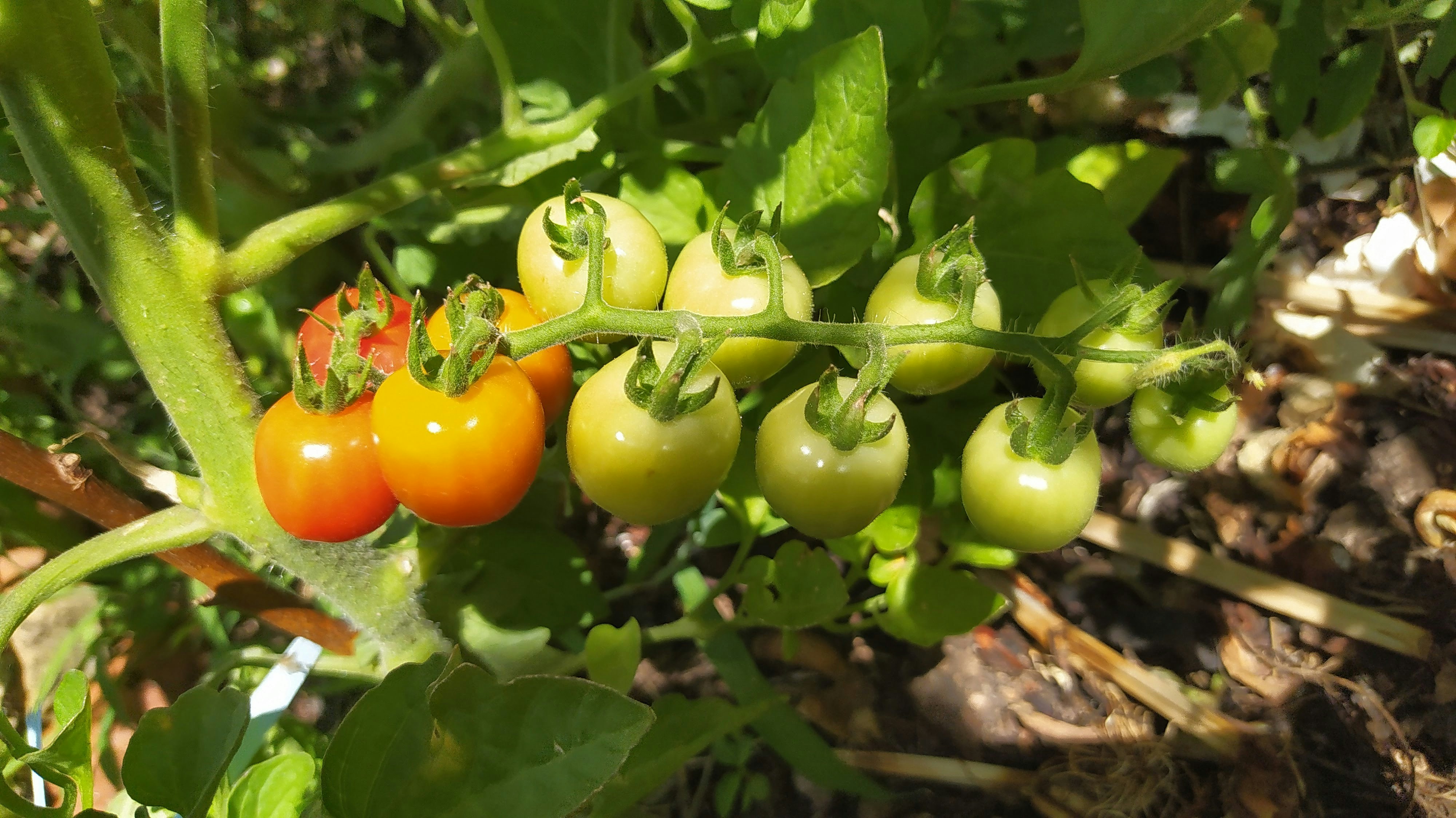 Sunlit Orange on a Green Vine: Closeup of Ripening Cherry Tomatoes