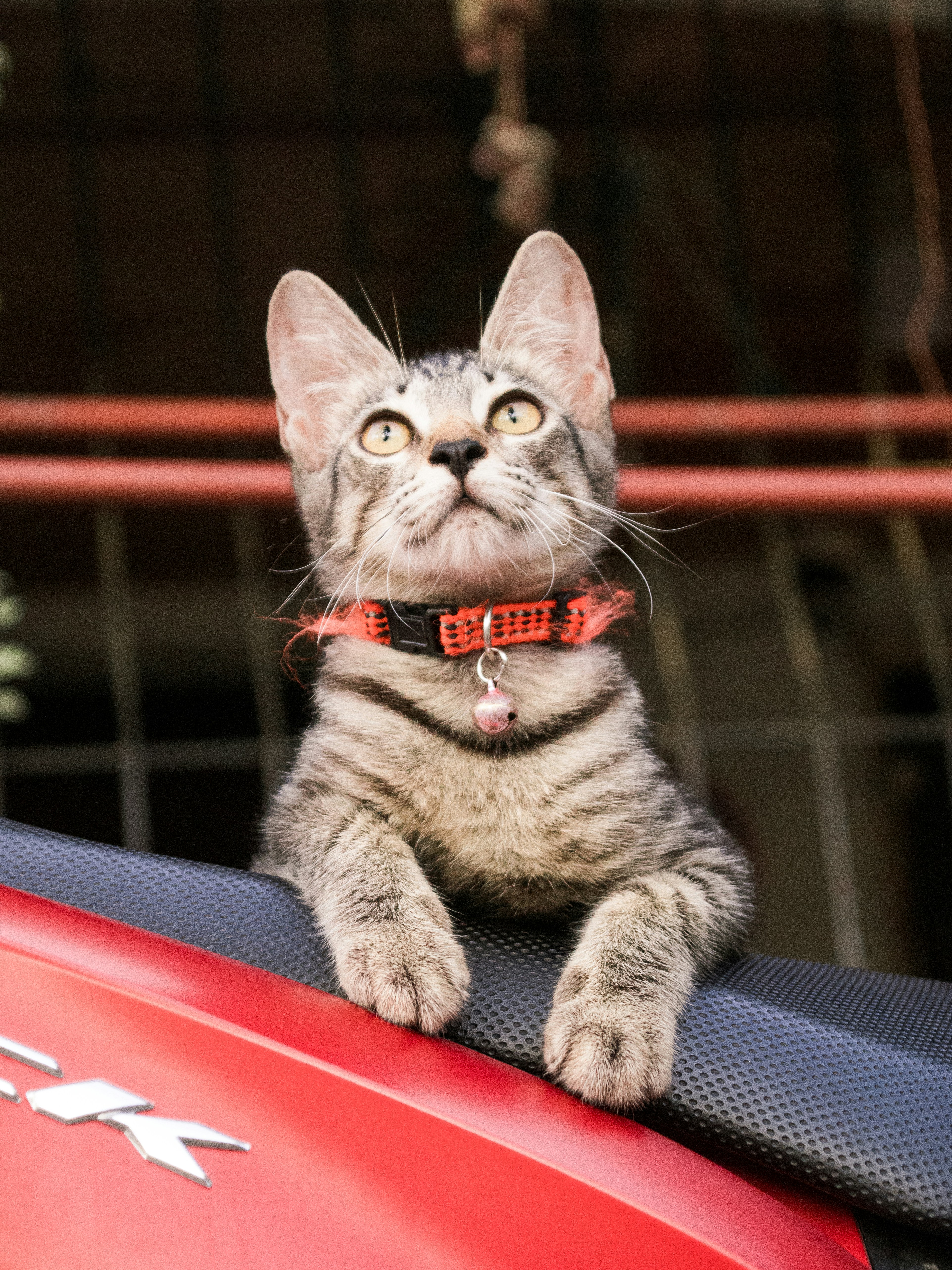 Curious Catperch: A Moment of Aloof Paws on Red and Black