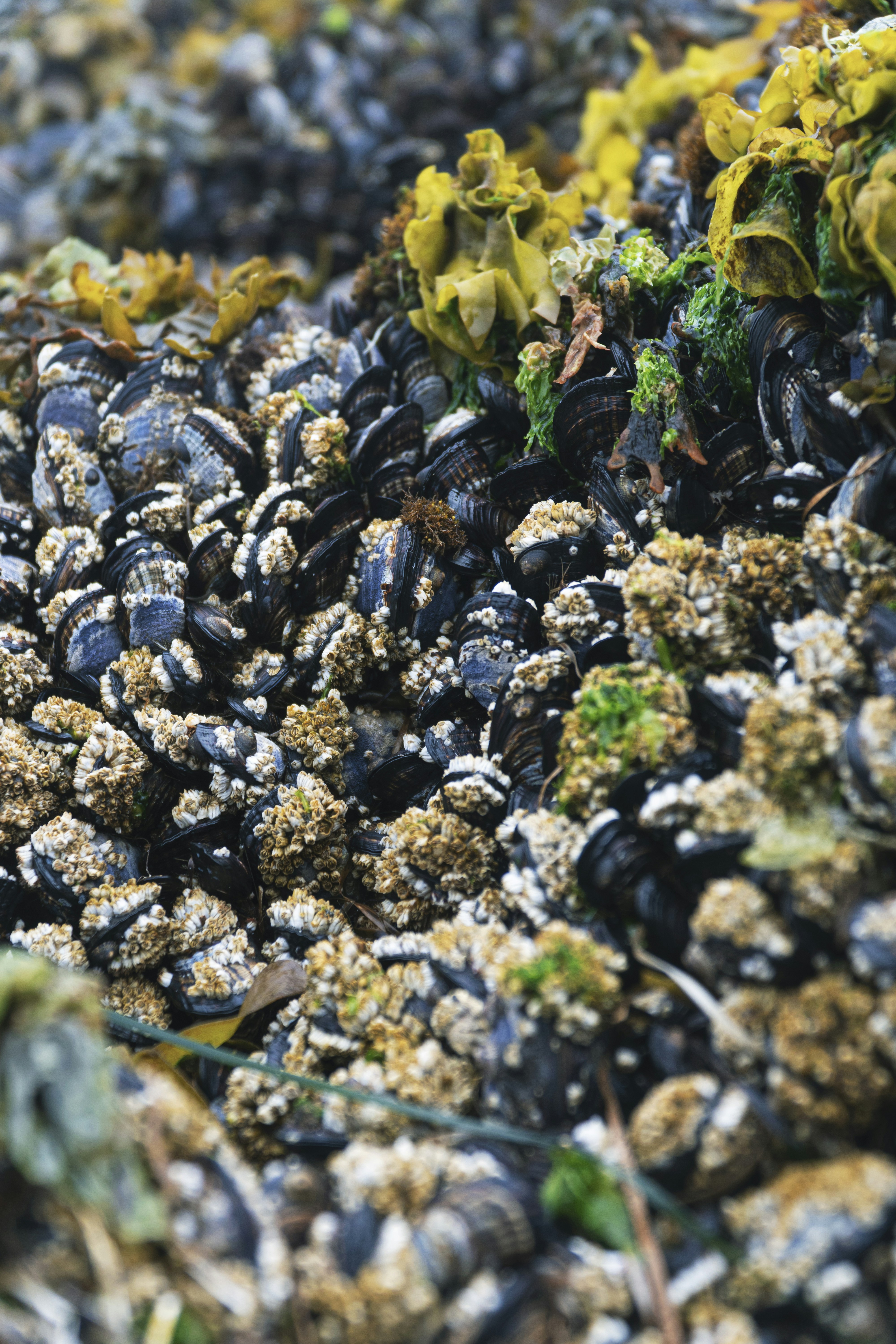 A bunch of mussels that are on the ground photo – Free Oregon coast ...