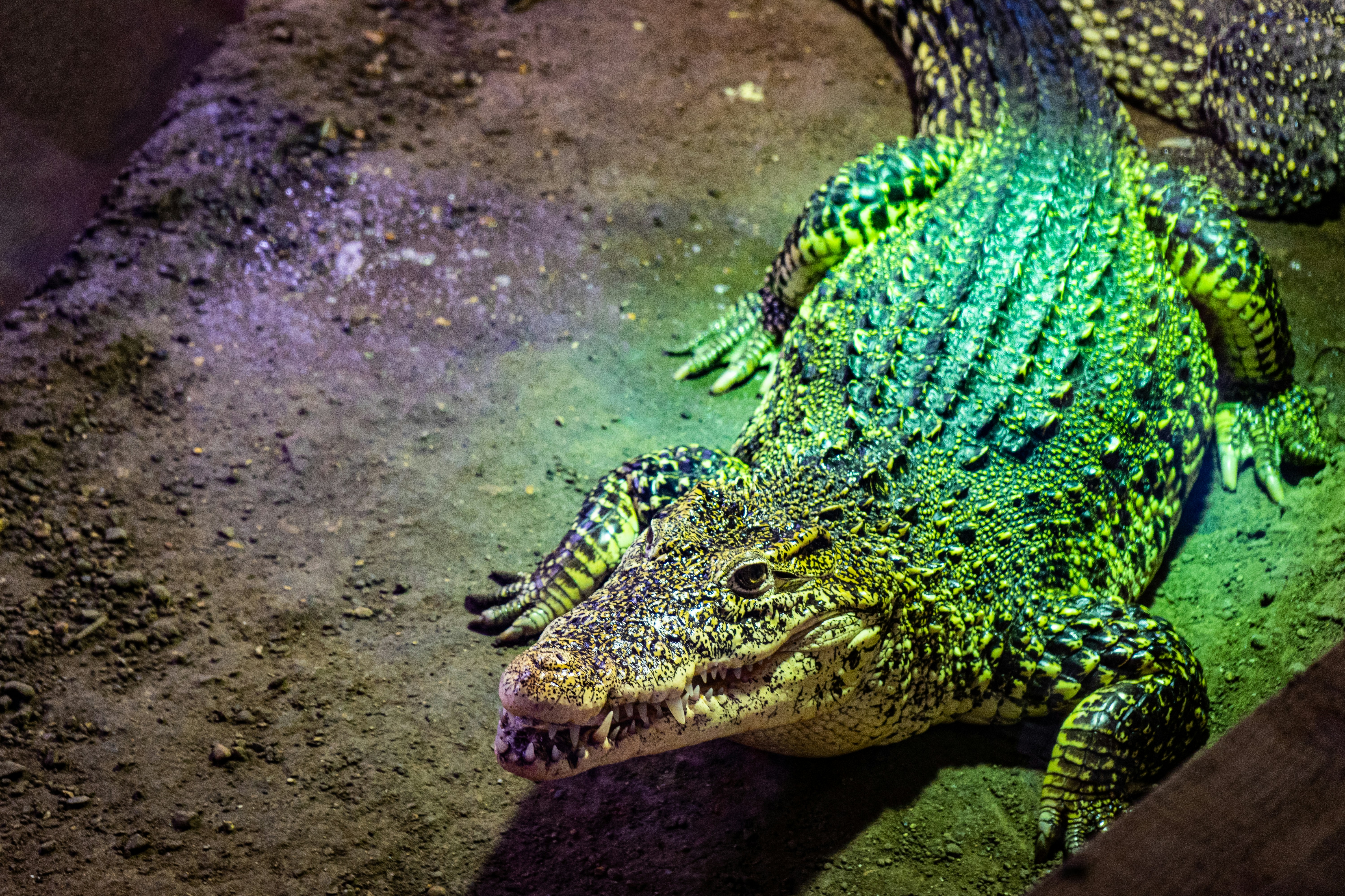 A large alligator laying on top of a dirt ground photo – Free Wingham ...