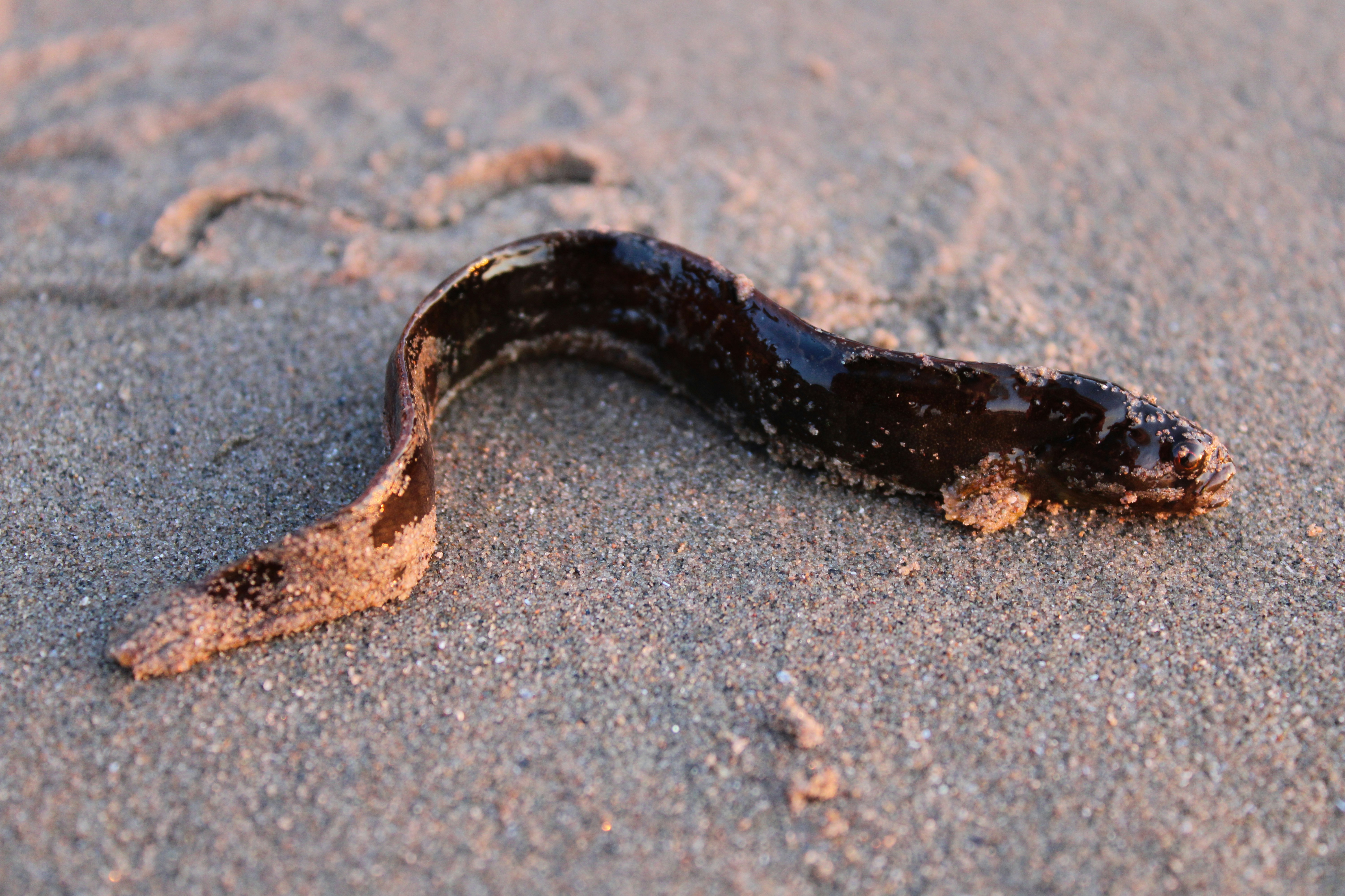 The Serpent of the Shoreline