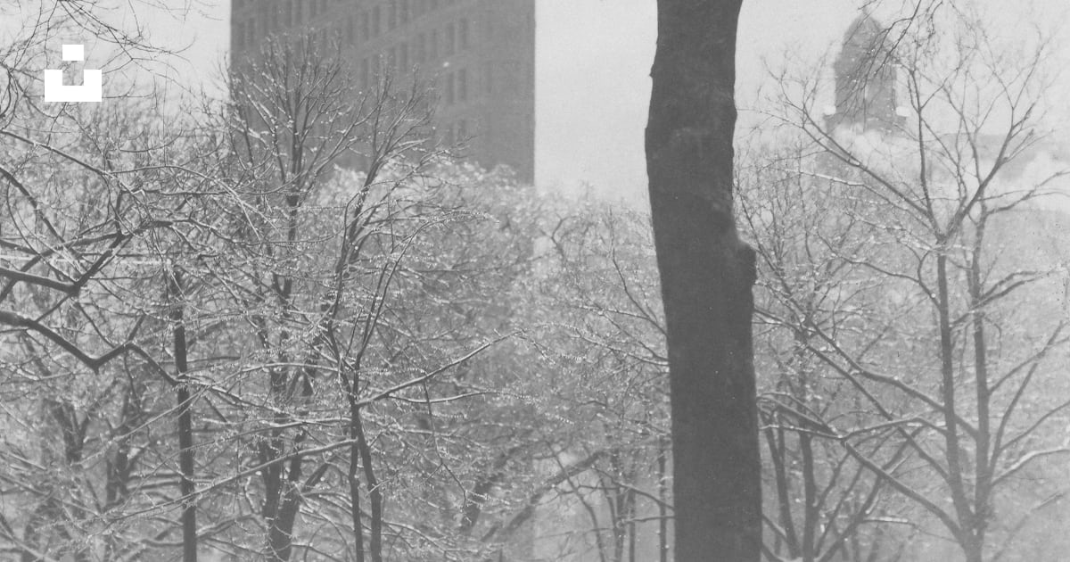 눈 덮인 공원의 흑백 사진 사진 Unsplash의 무료 알프레드 스티글리츠alfred Stieglitz 이미지