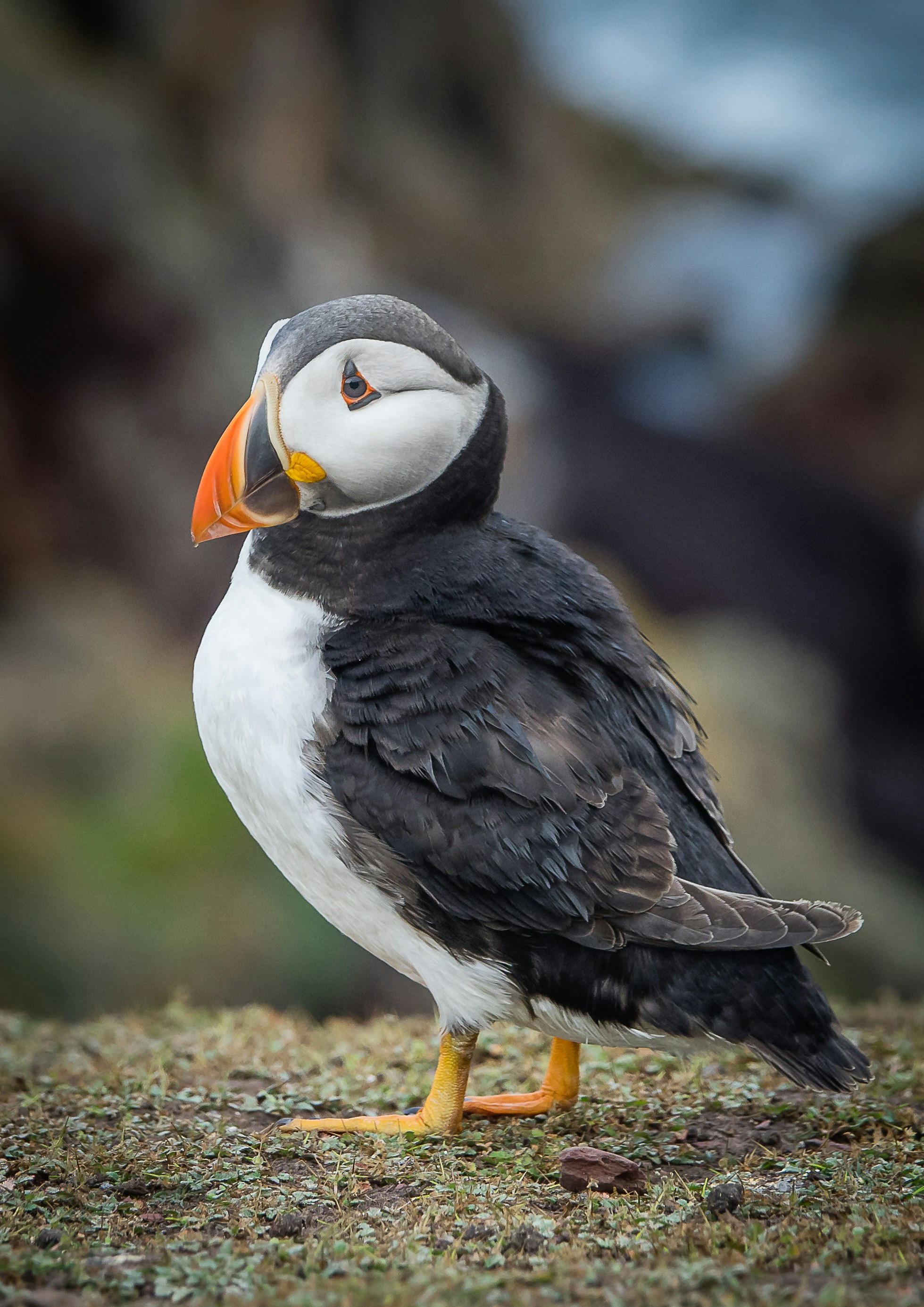 A puffy bird standing on top of a grass covered field photo – Free ...