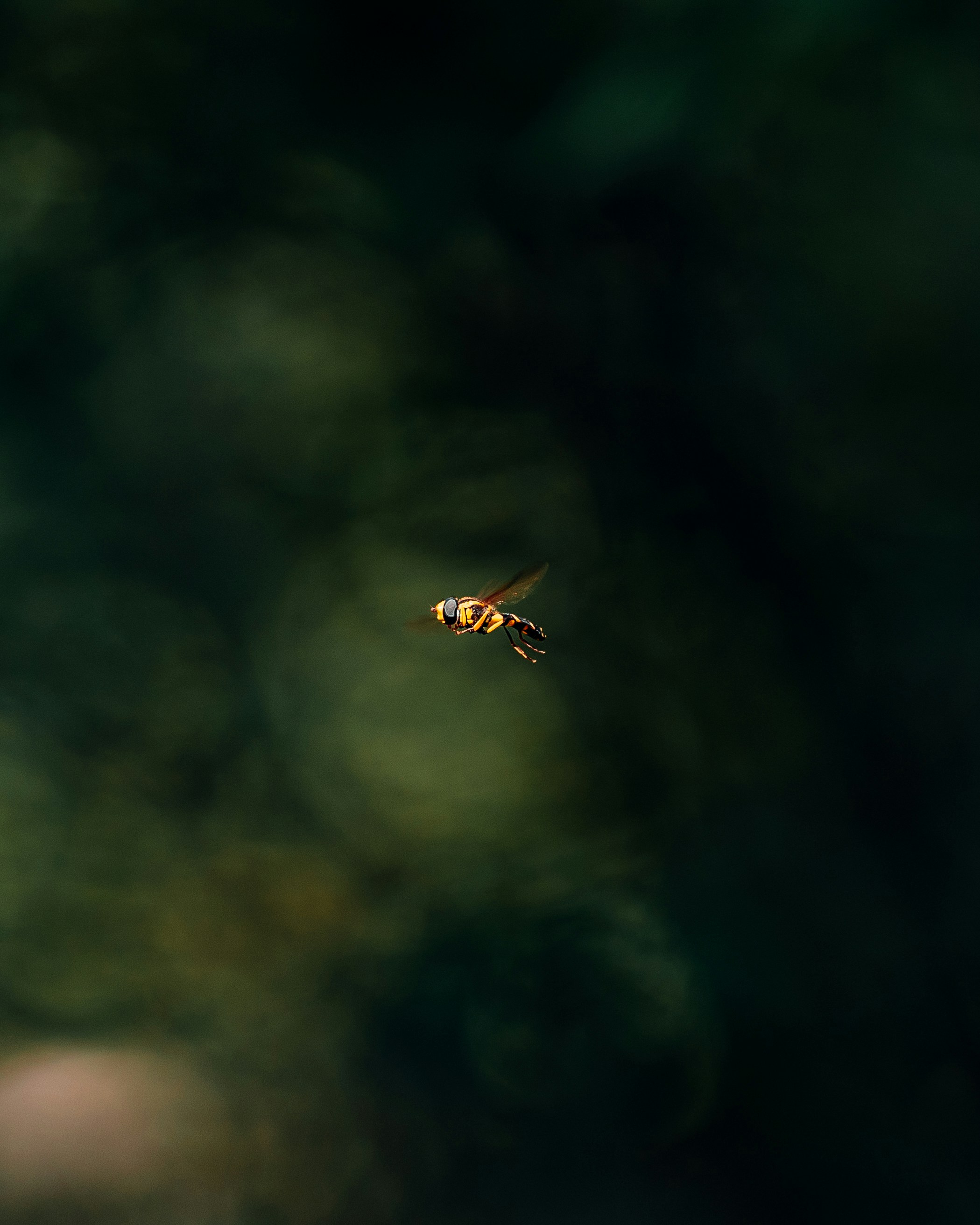 A yellow and black insect flying through the air photo – Free Nature ...