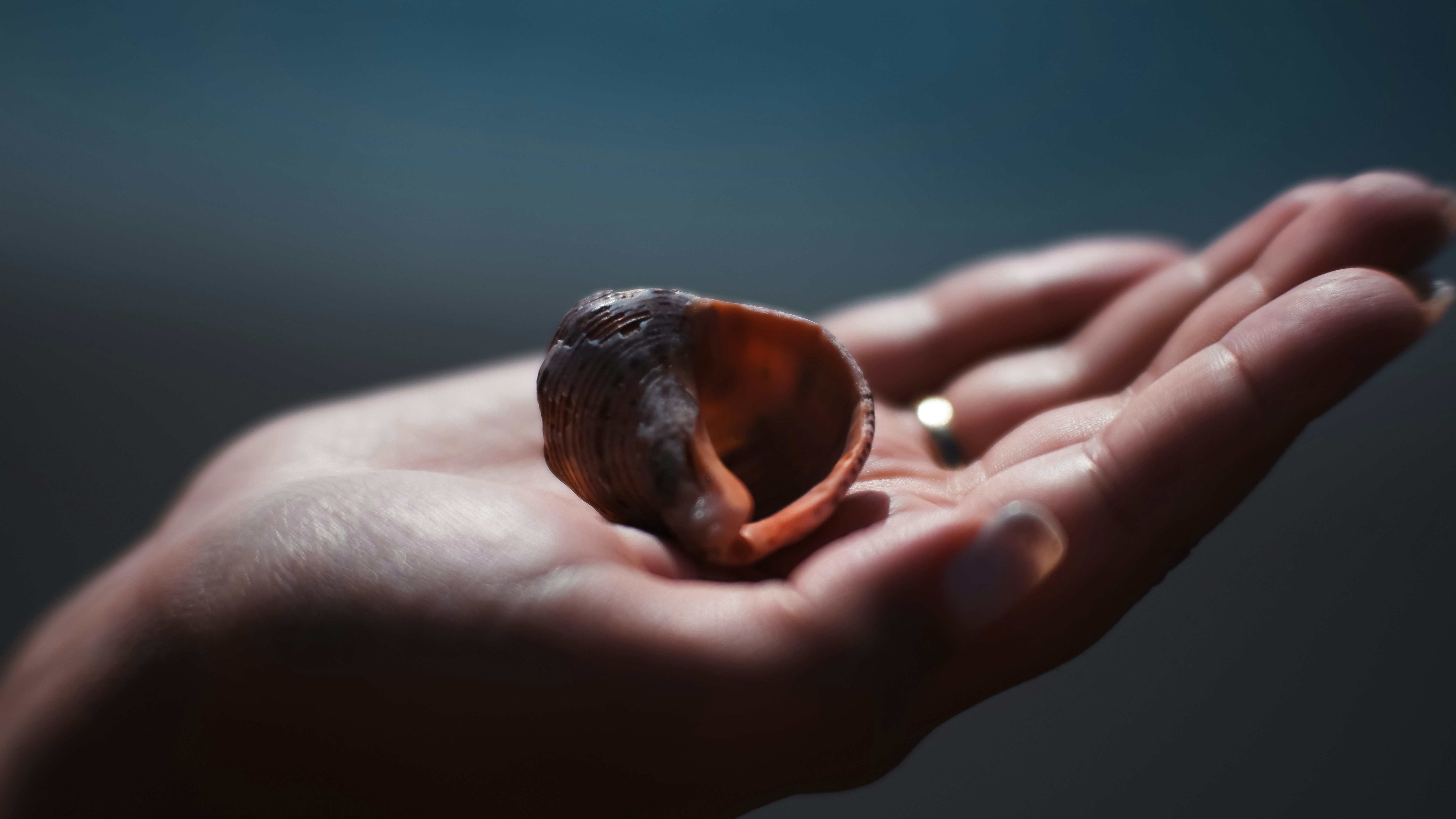 Liquid Bronze in Hand: A Fragile Shell Resting on a Gentle Palm