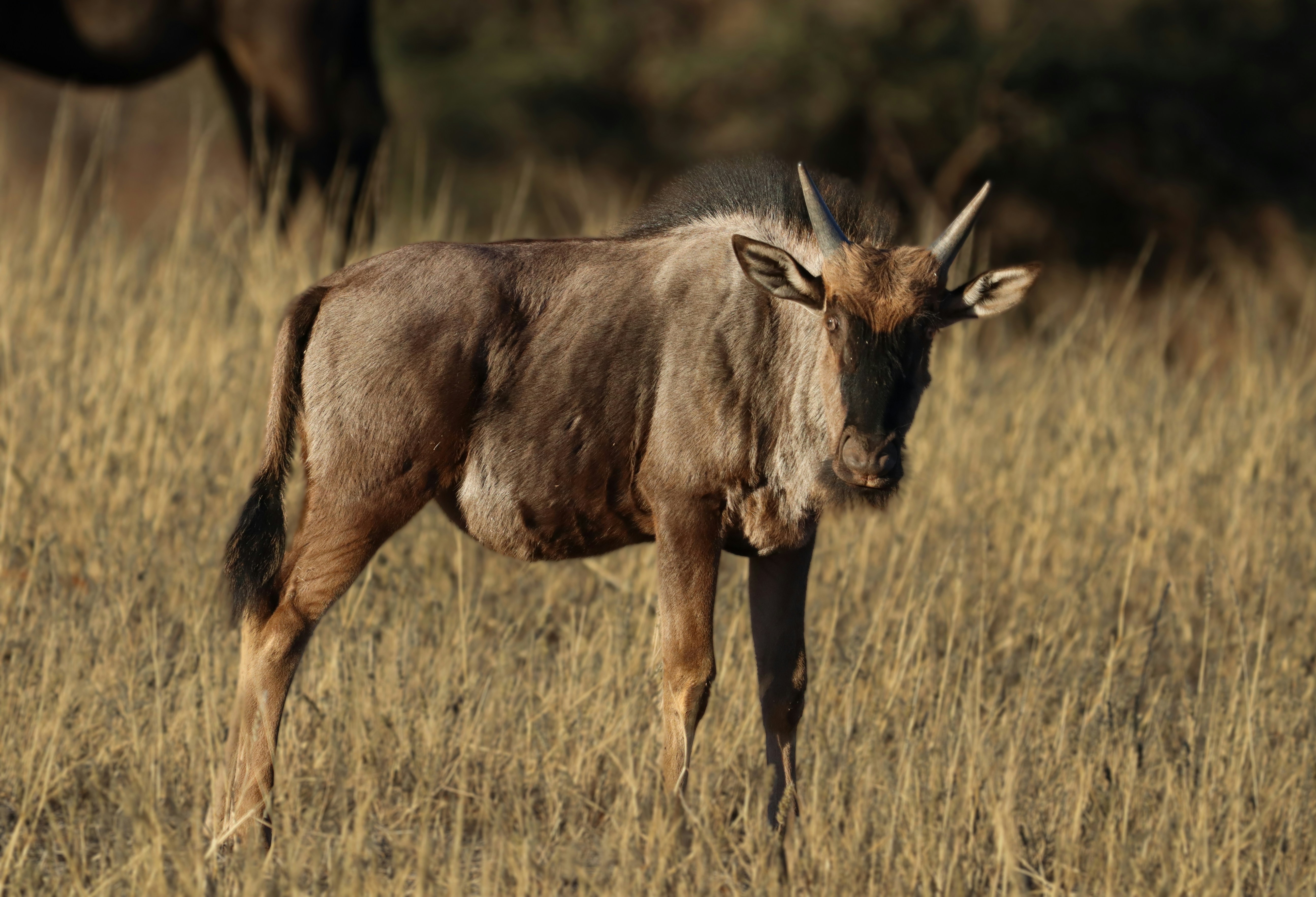 Baby Gnu