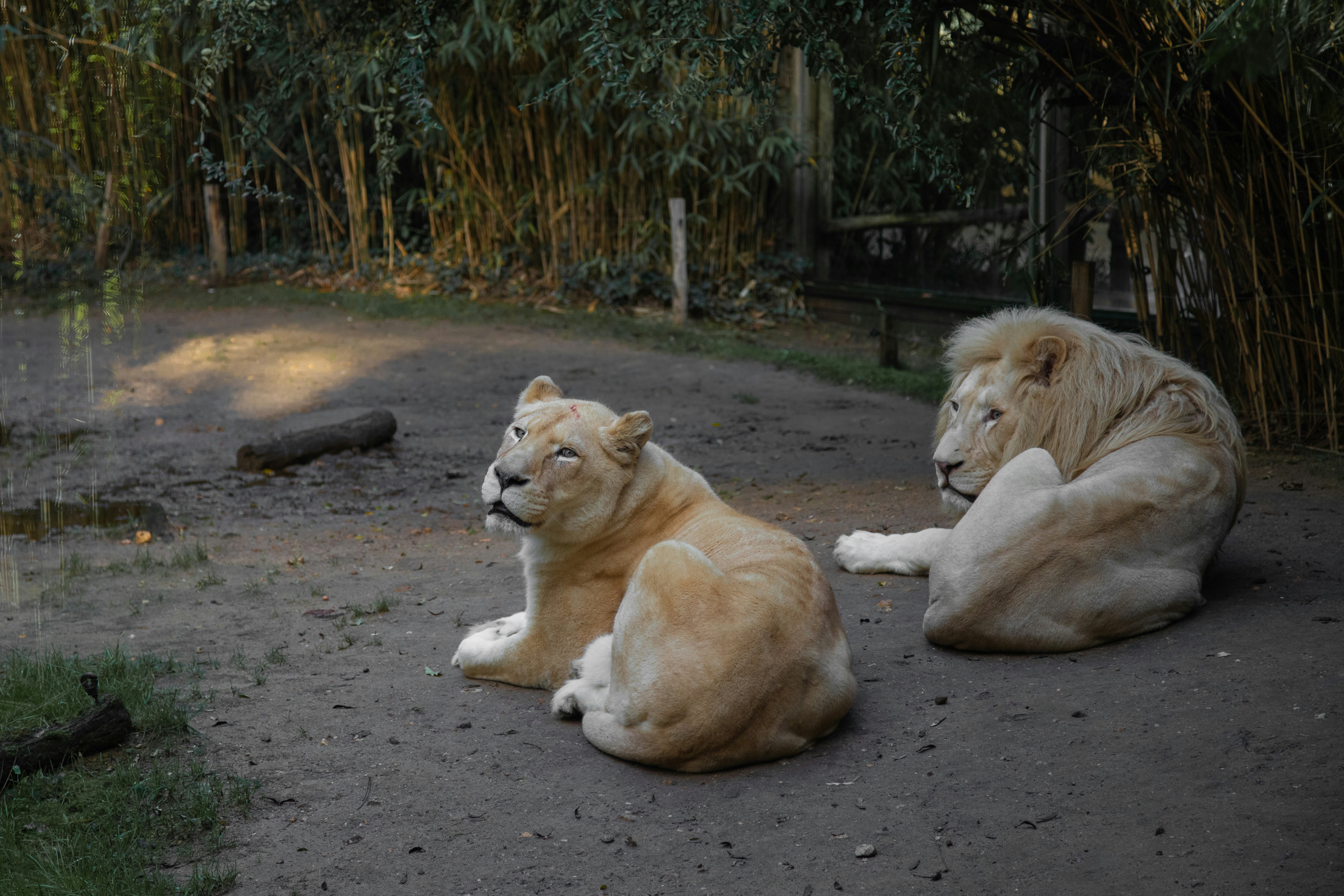 Two white lions are sitting on the ground photo – Free Animal Image on ...