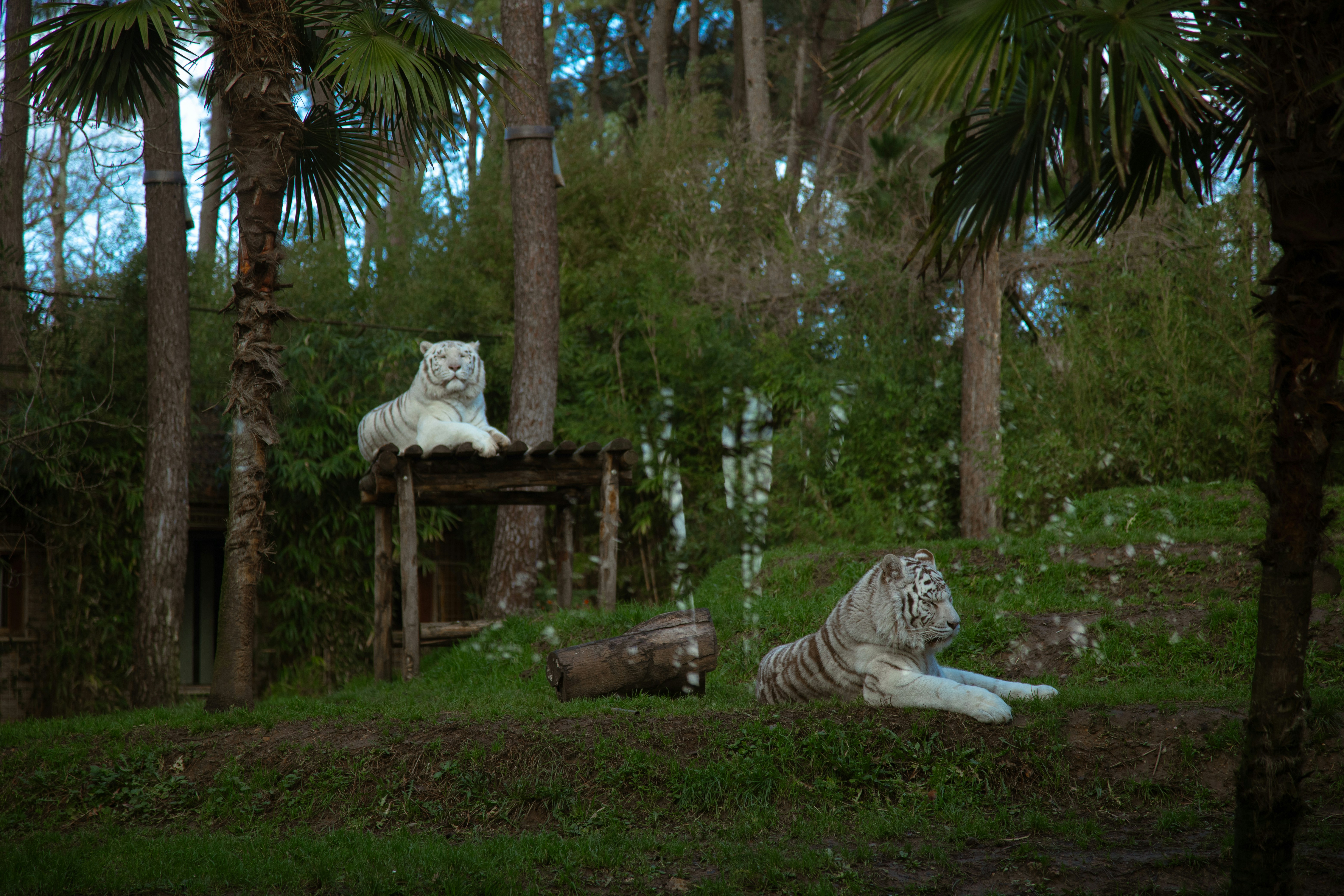 Sculpted White Tigers on a Mossy Palm-Shadow Stage