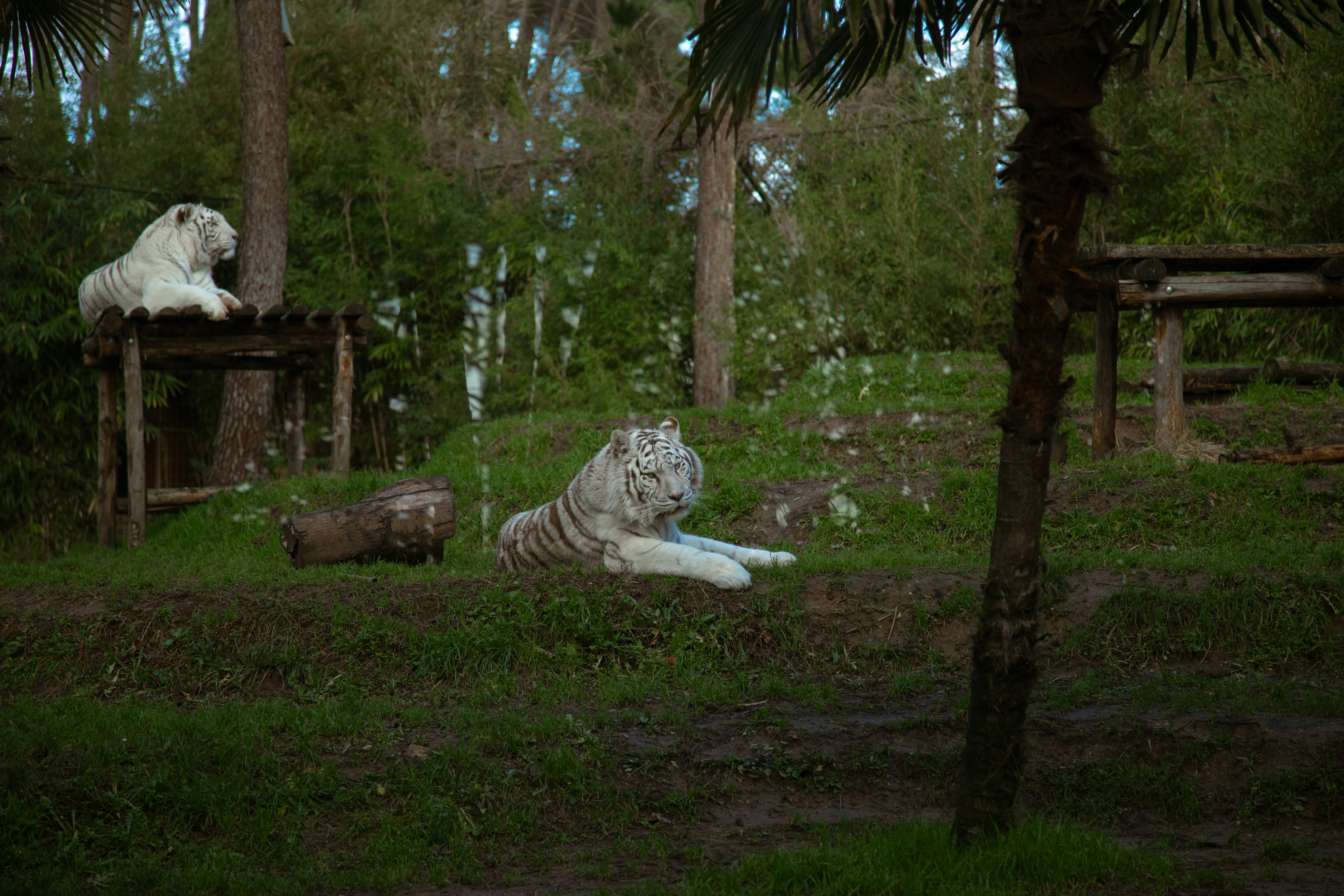 Blue-Tinted Rest: White Tigers in a Shaded Enclosure