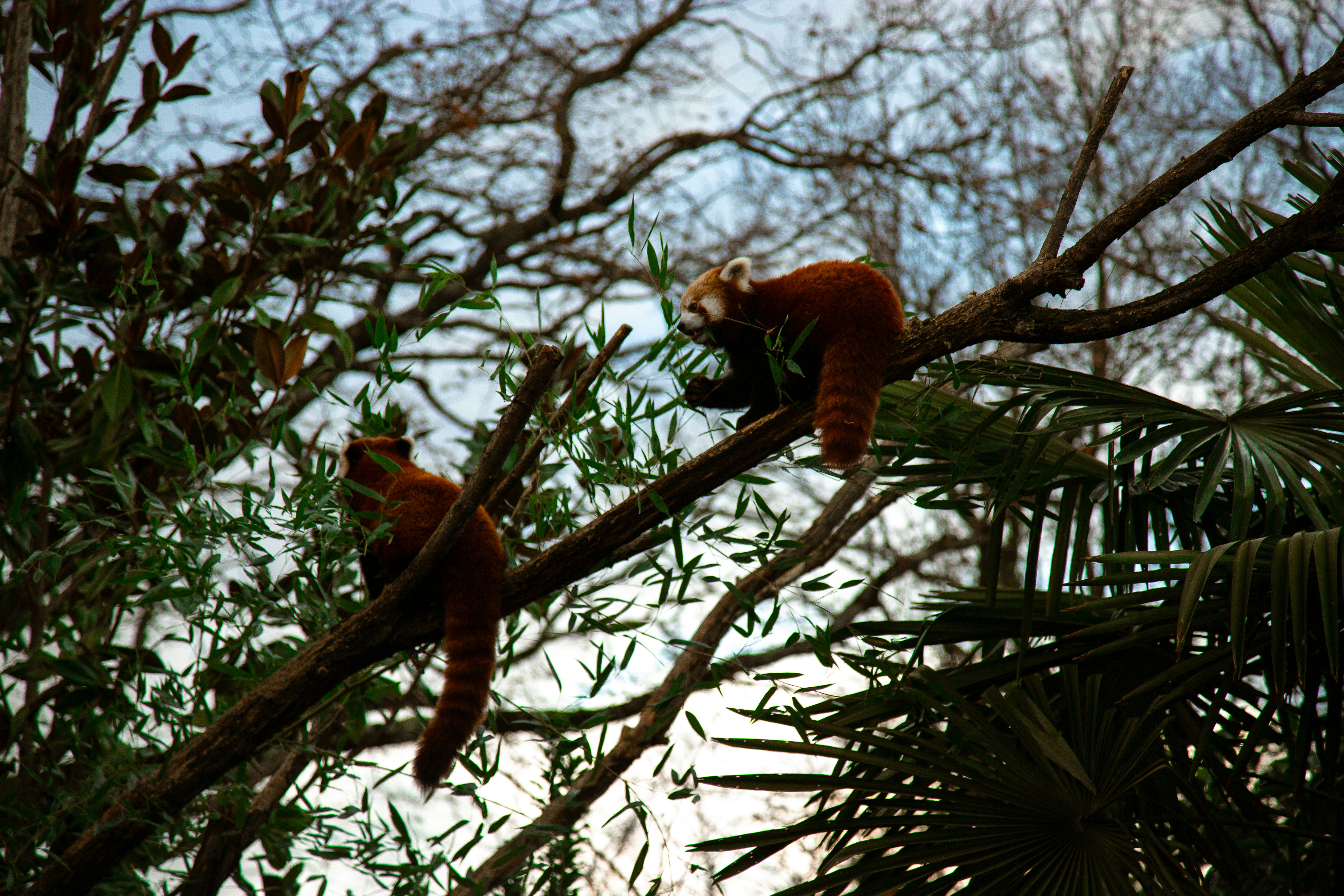 Dusk Canopy: Two Red Pandas Pause on Interwoven Branches