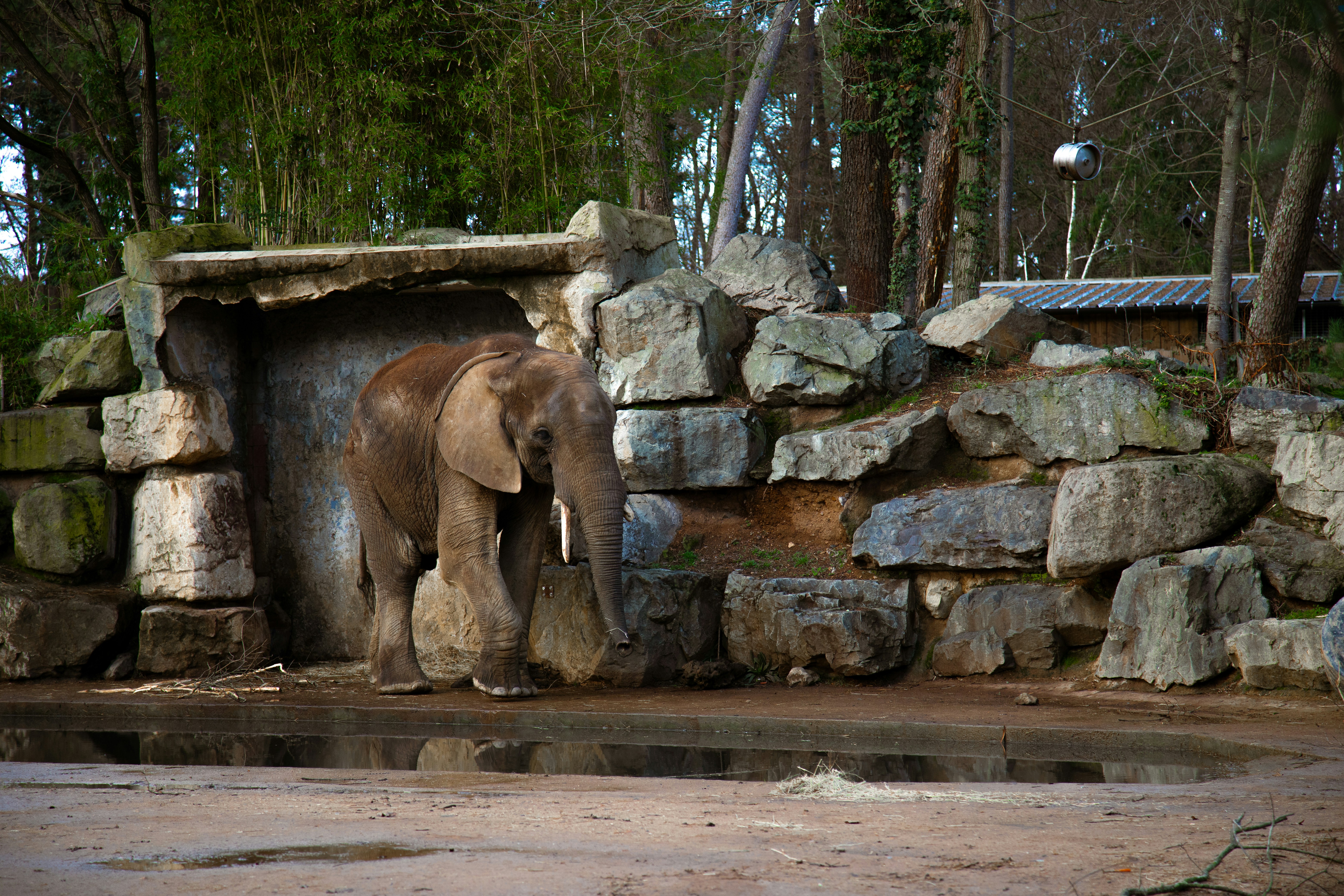 Gentle giant by the rocky enclosure