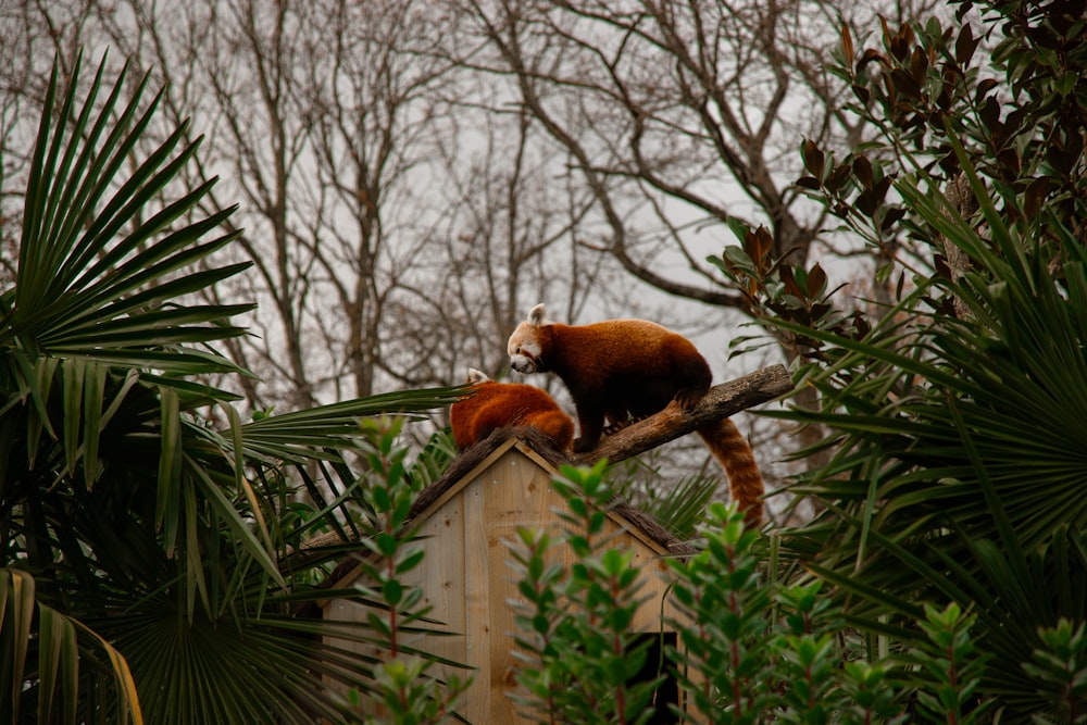 Deux pandas roux assis sur un toit photo – Photo Animal Gratuite sur ... Deux pandas roux assis sur un toit photo – Photo Animal Gratuite sur ...
