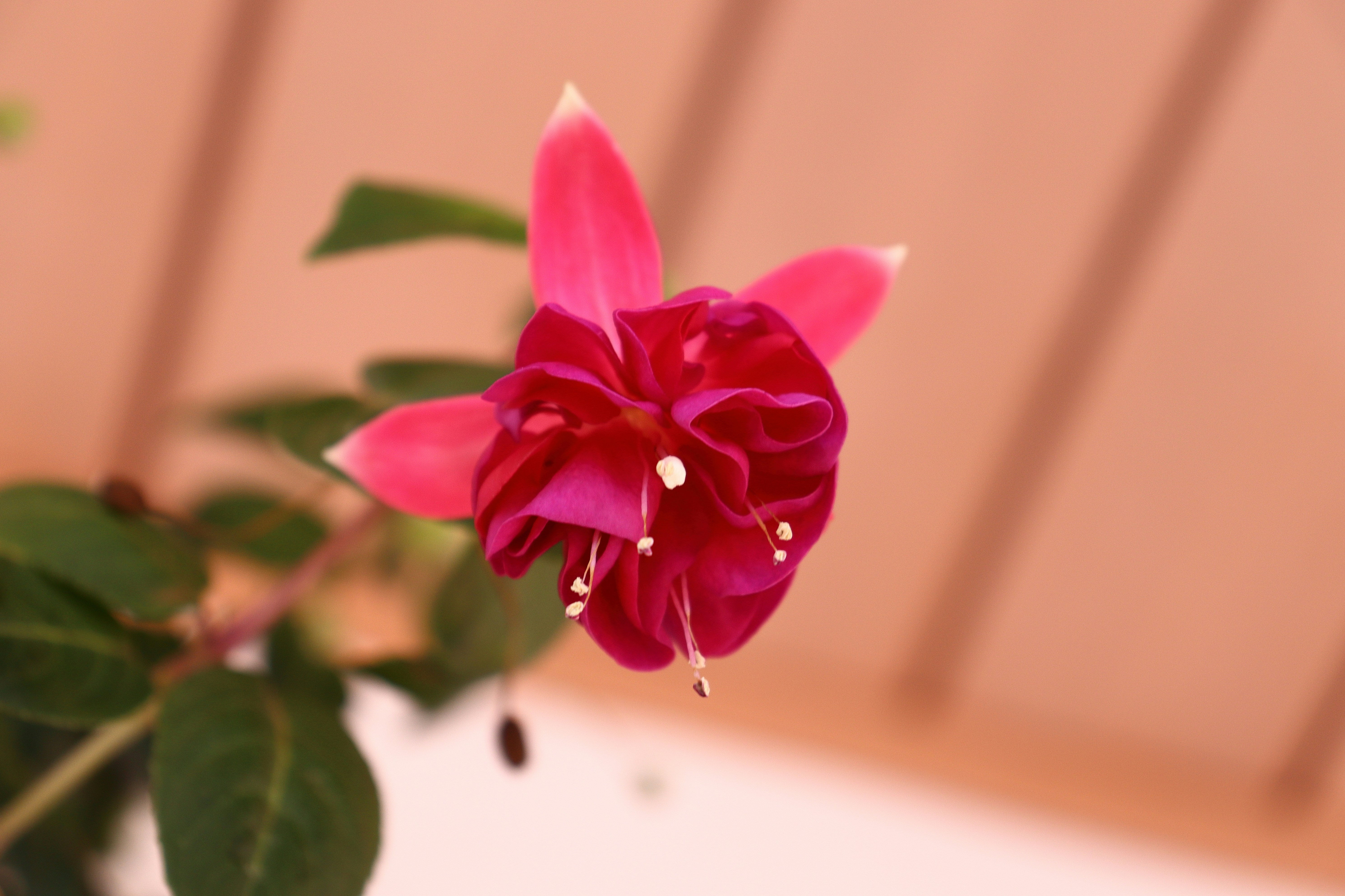 Crimson Velvet Bloom in a Peachy Blur