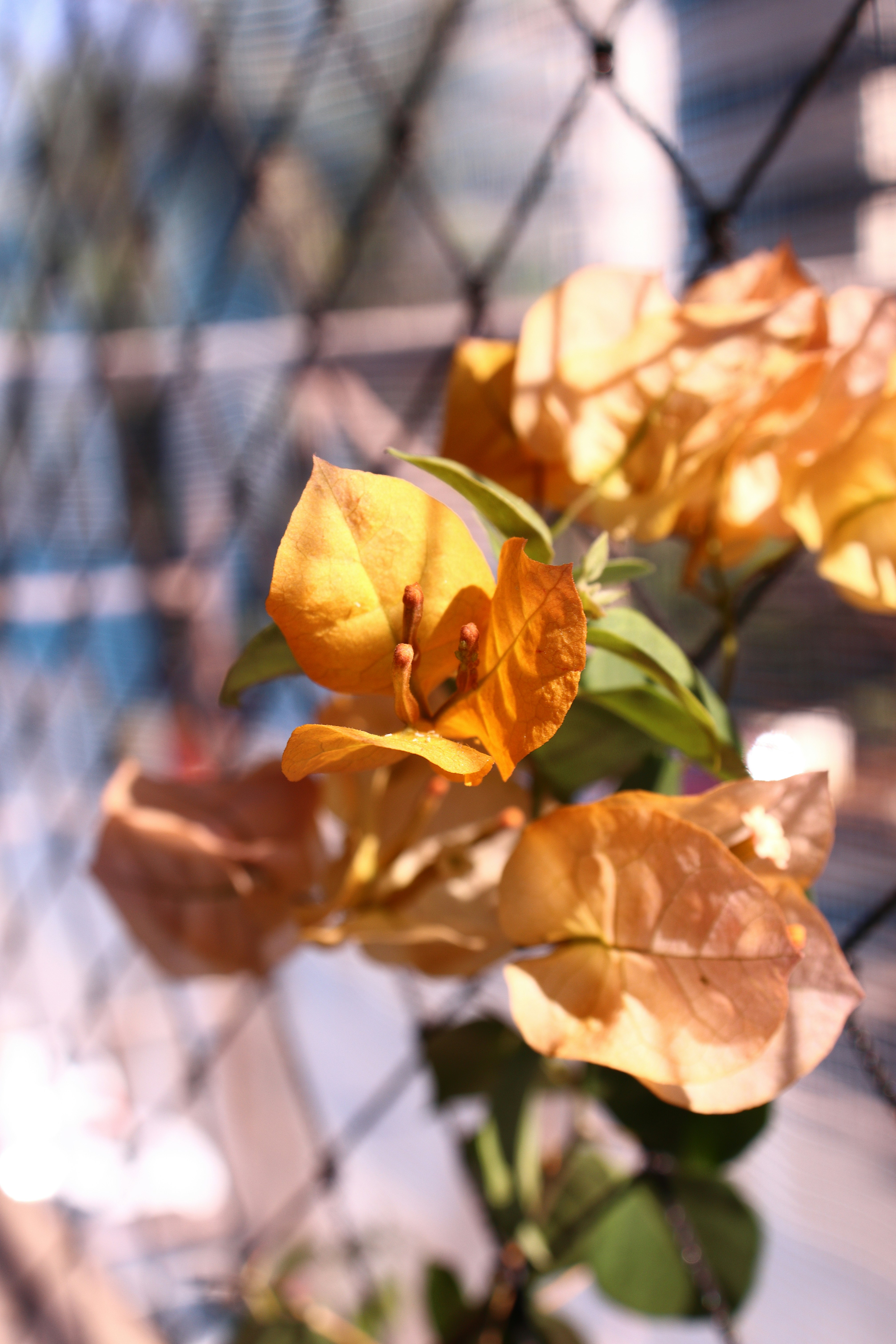 Sunlit Bougainvillea Bloom Framed by a Chain-Link Backdrop