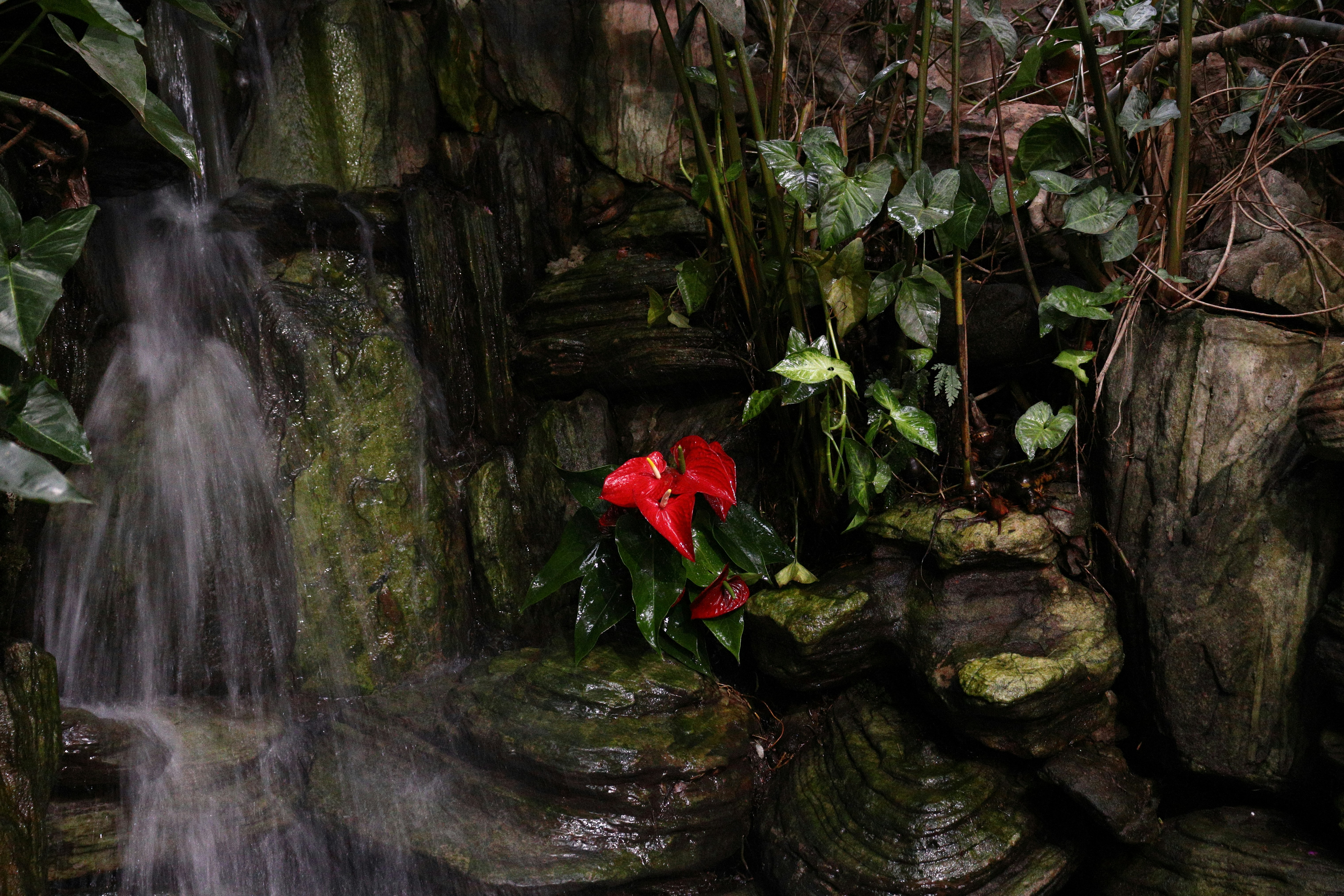 Flower Waterfall Pictures | Download Free Images on Unsplash