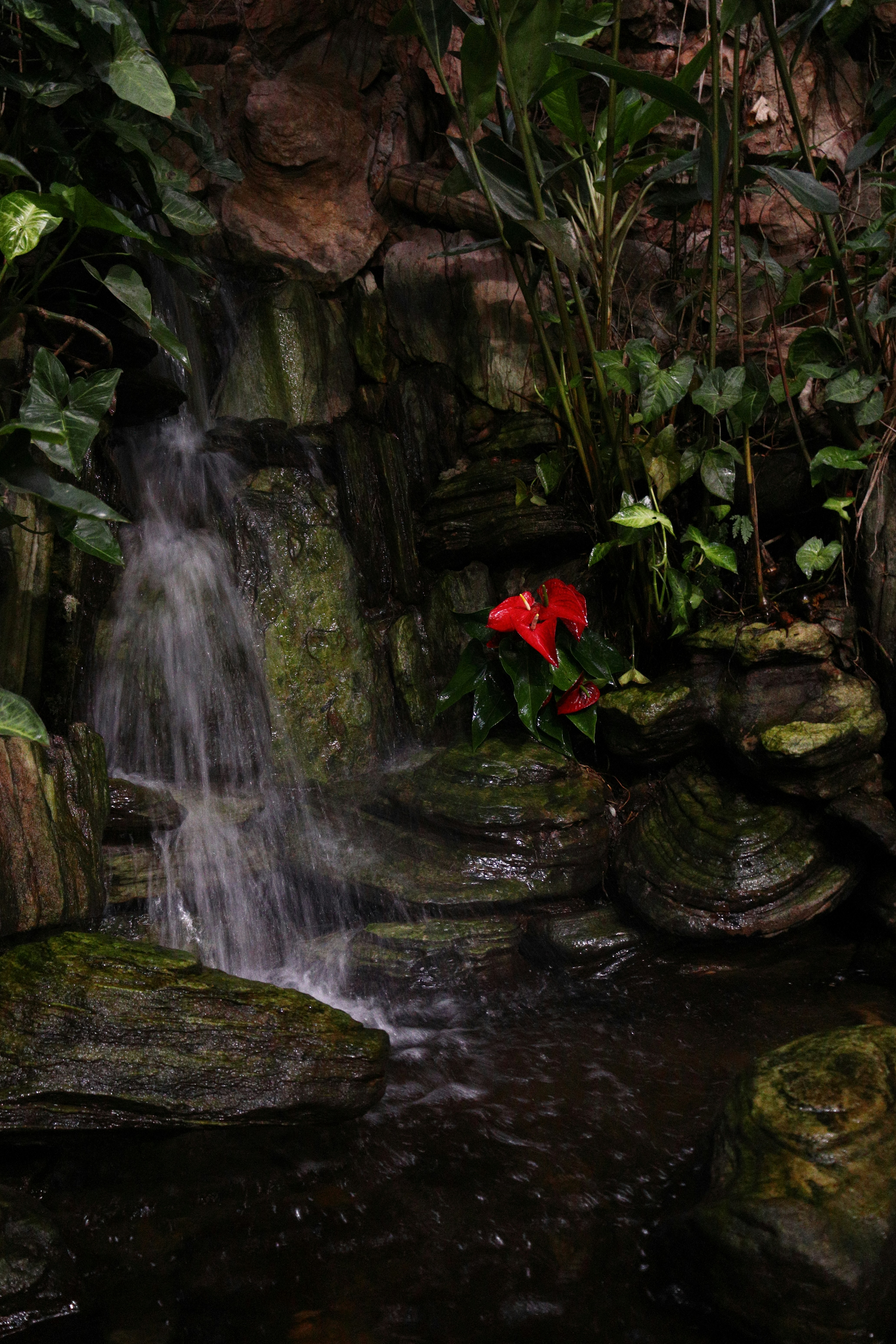 Crimson Flower Guards a Mossy Cascade
