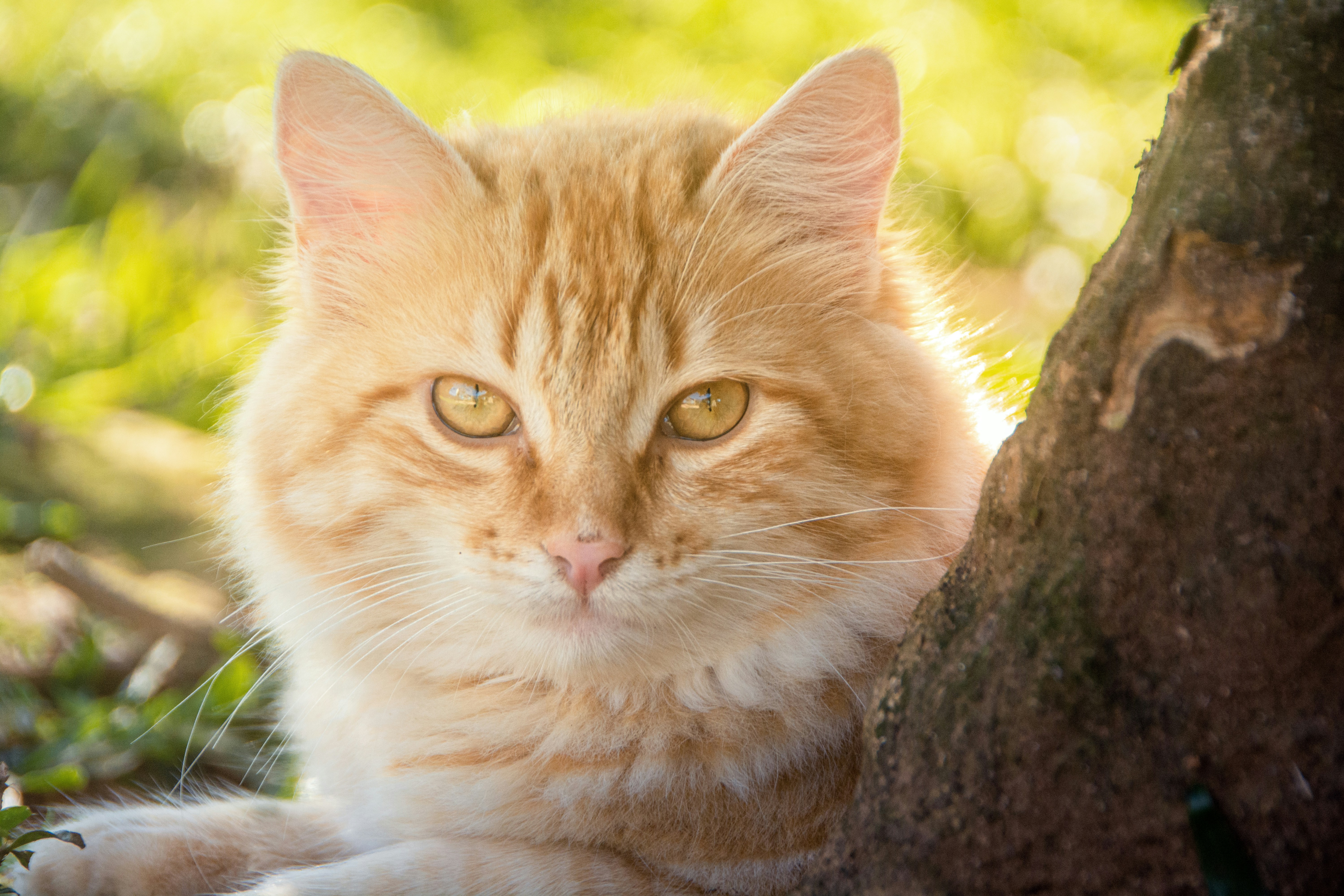 A close up of a cat near a tree photo – Free Image on Unsplash