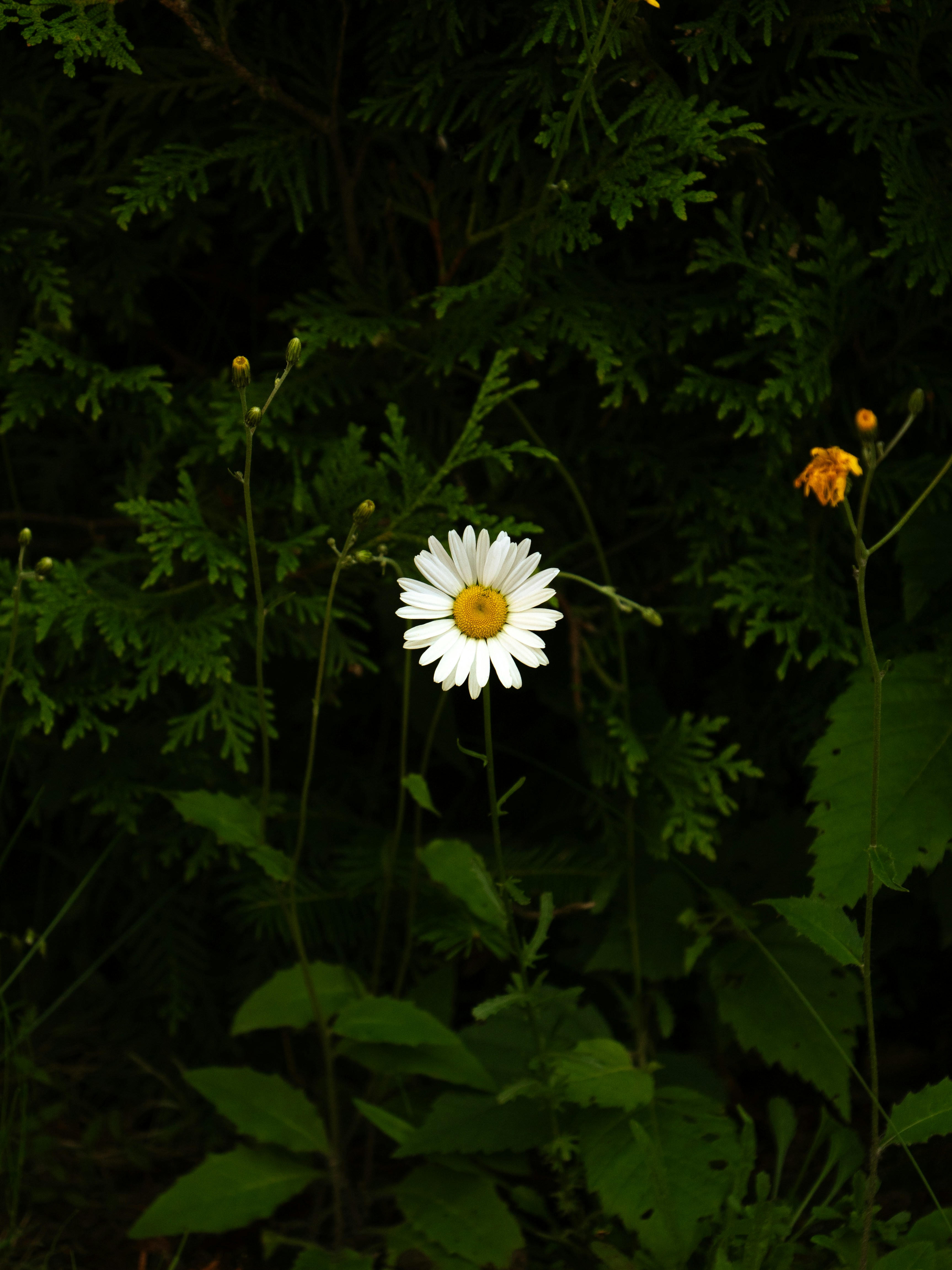 Close-up of a white daisy with a yellow center set against dark green foliage in a dim garden.