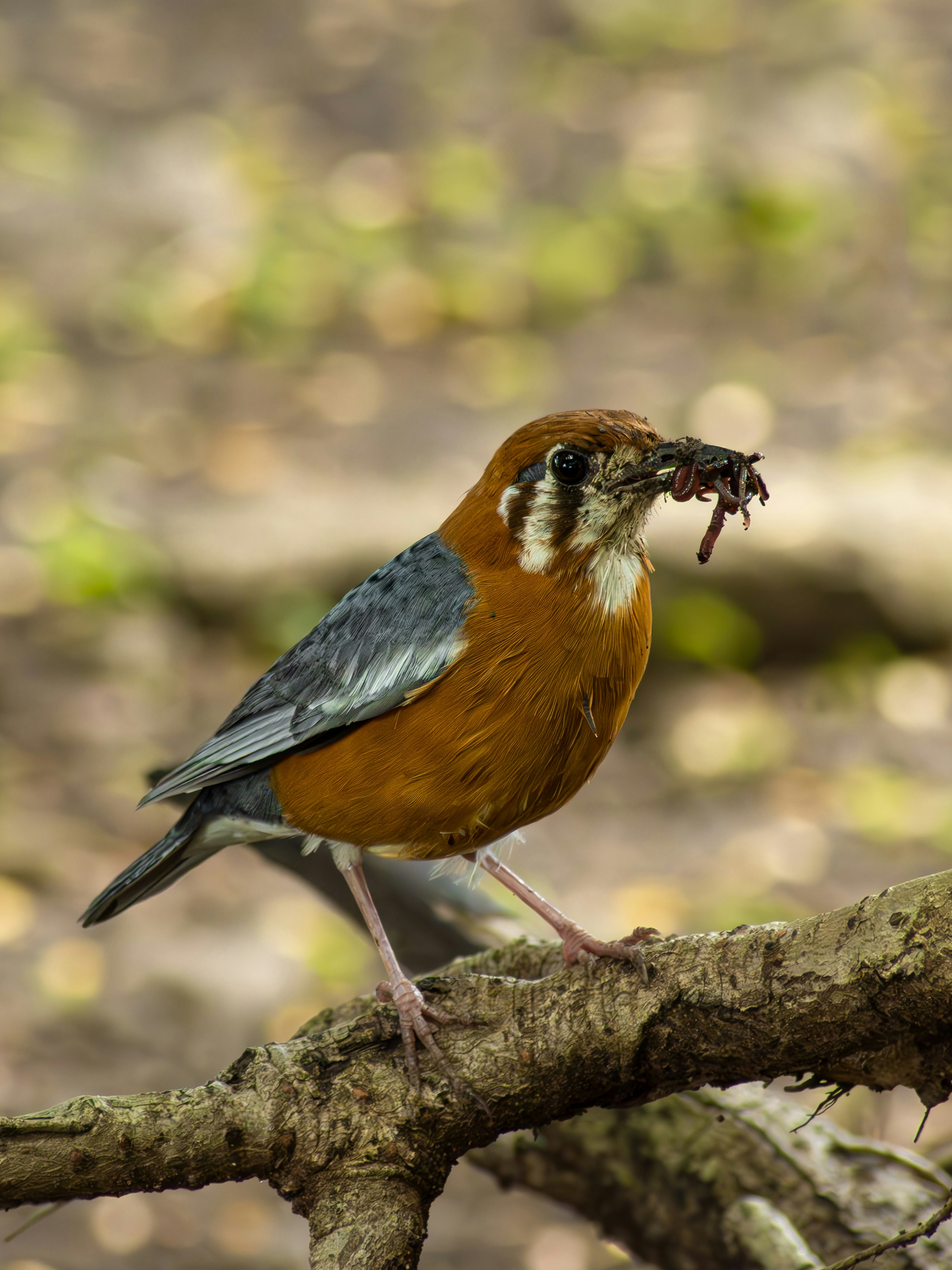 Crimson-Fronted Thrush with Crawling Prey on a Mossy Log