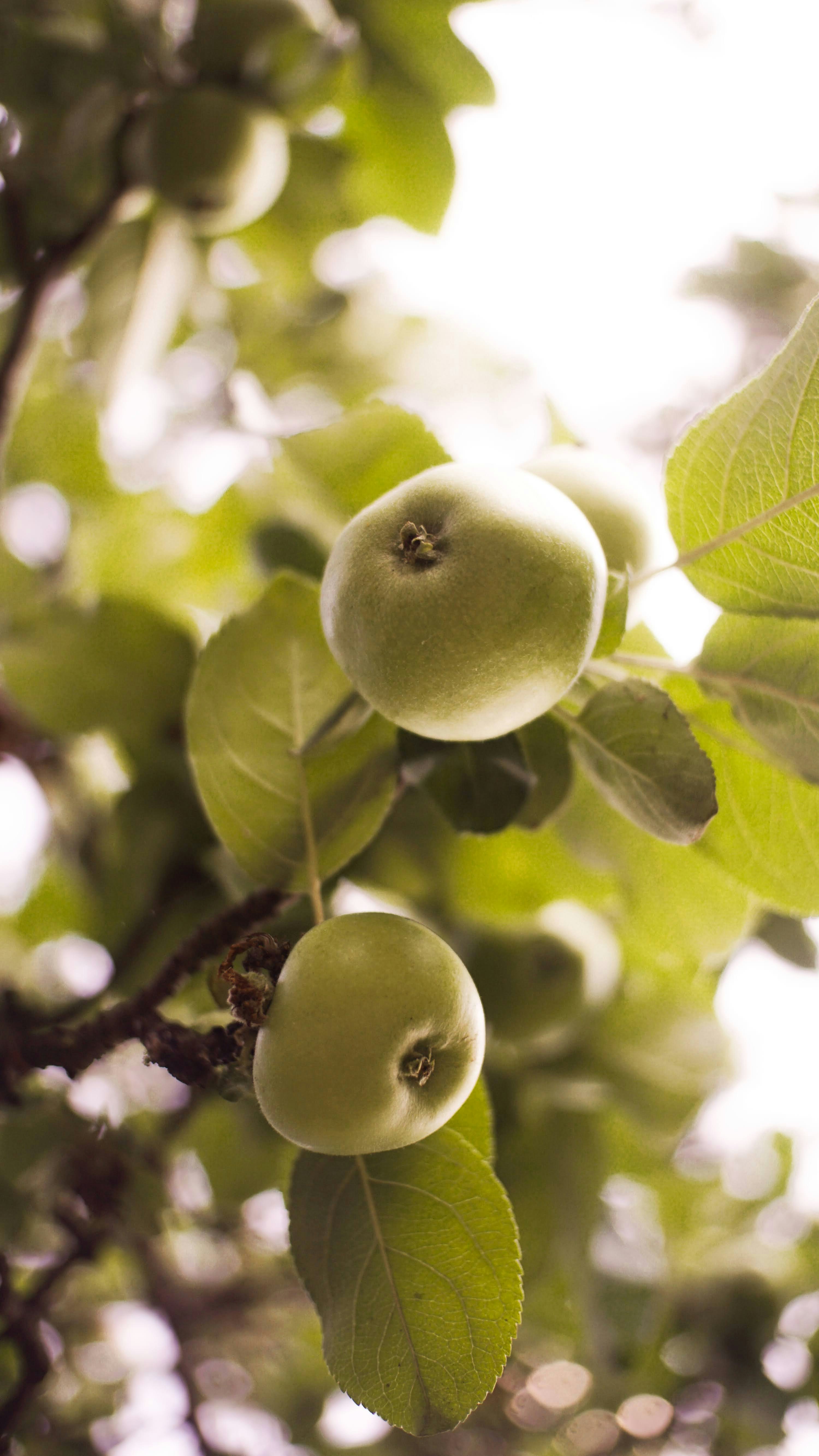 Un arbre rempli de beaucoup de pommes vertes photo – Image gratuite de ...