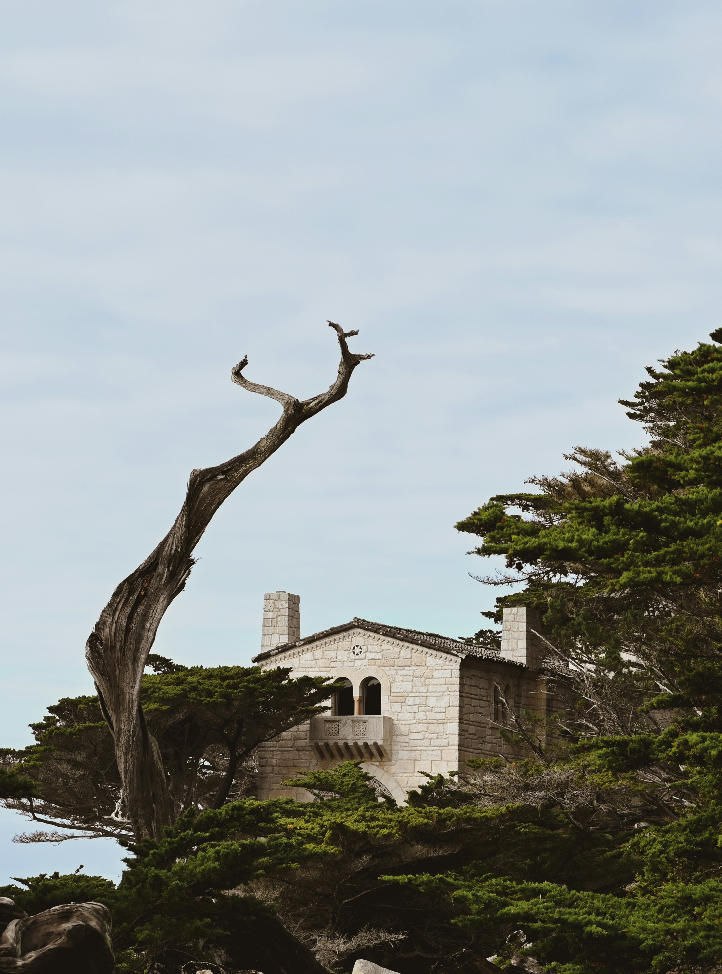 The Gnarled Sentinel Over a Wind-Sculpted Stone House