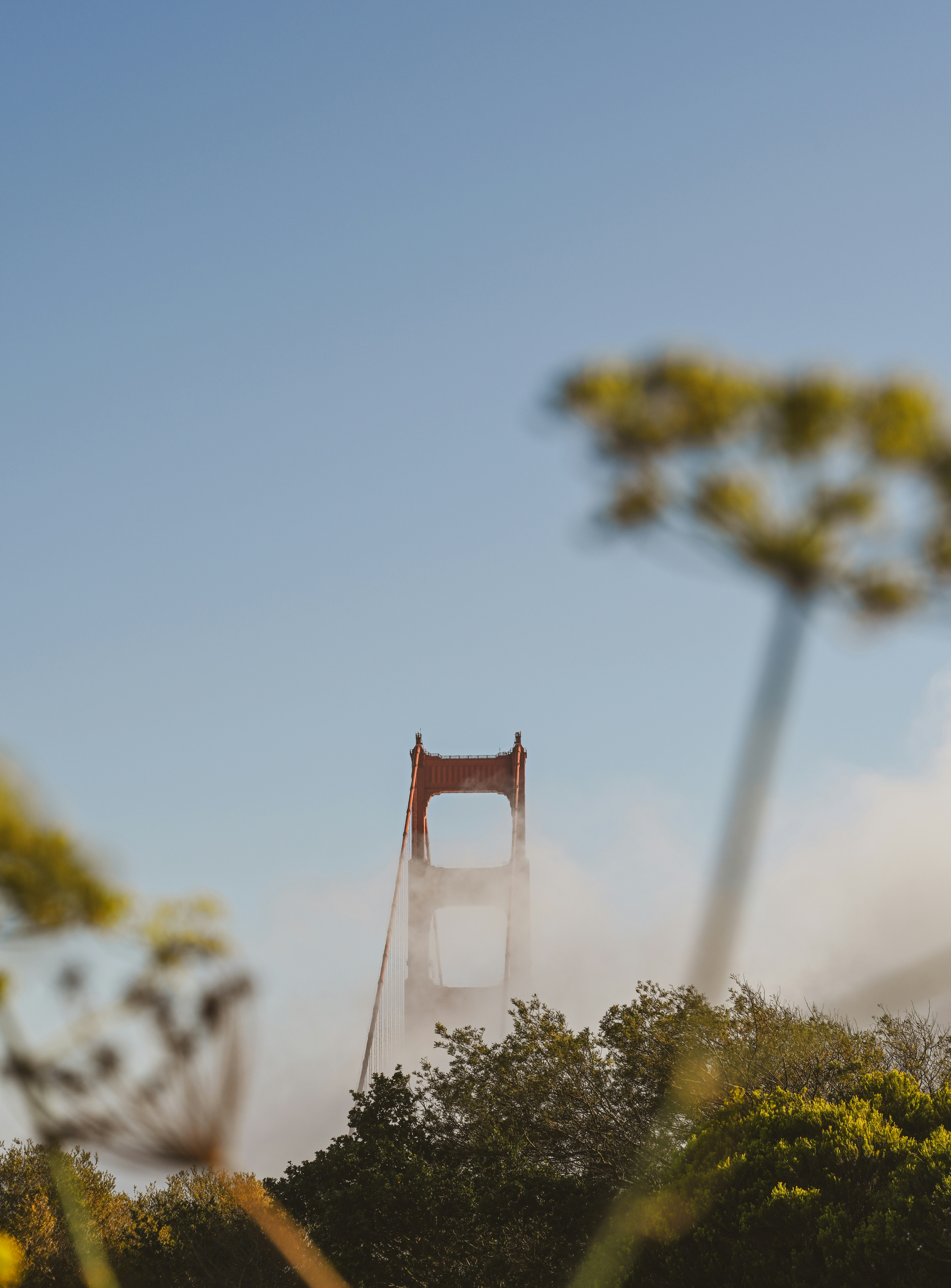 Foreground greenery frames the blurred Golden Gate Bridge tower rising through light fog against a clear blue sky.