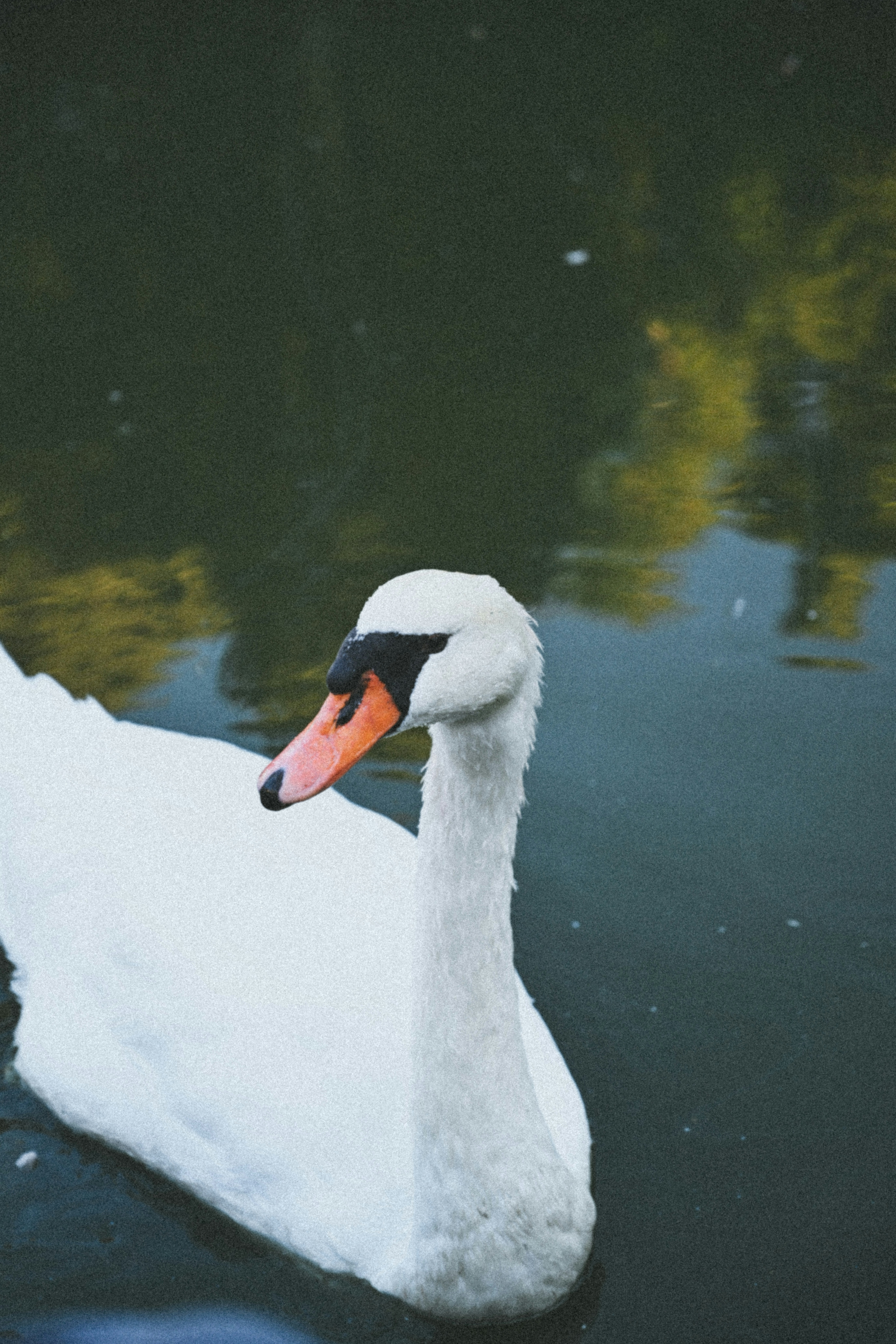 A white swan floating on top of a body of water photo – Free San ...