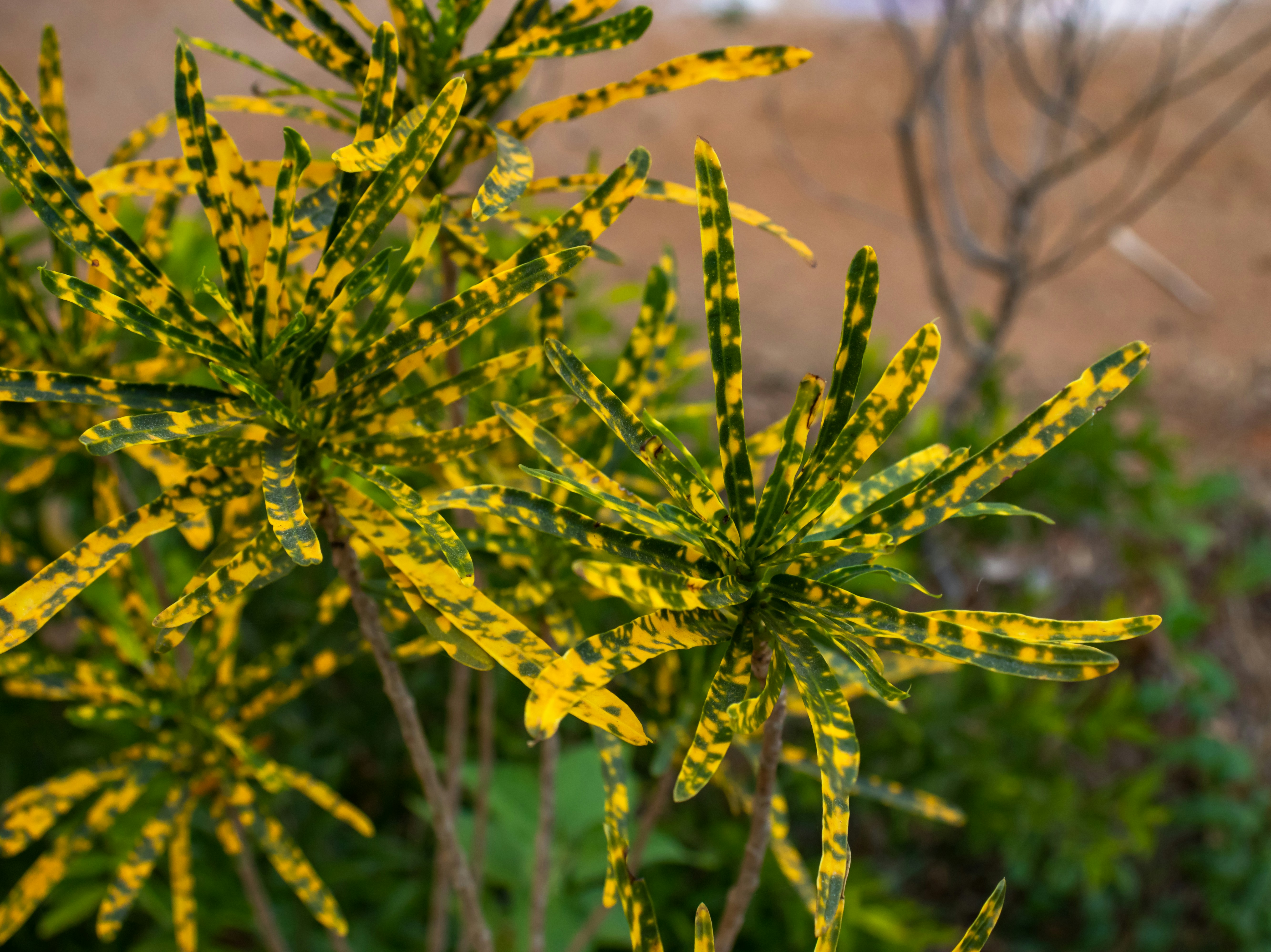 Speckled Sunshine: Close-Up of Variegated Yellow-Green Foliage