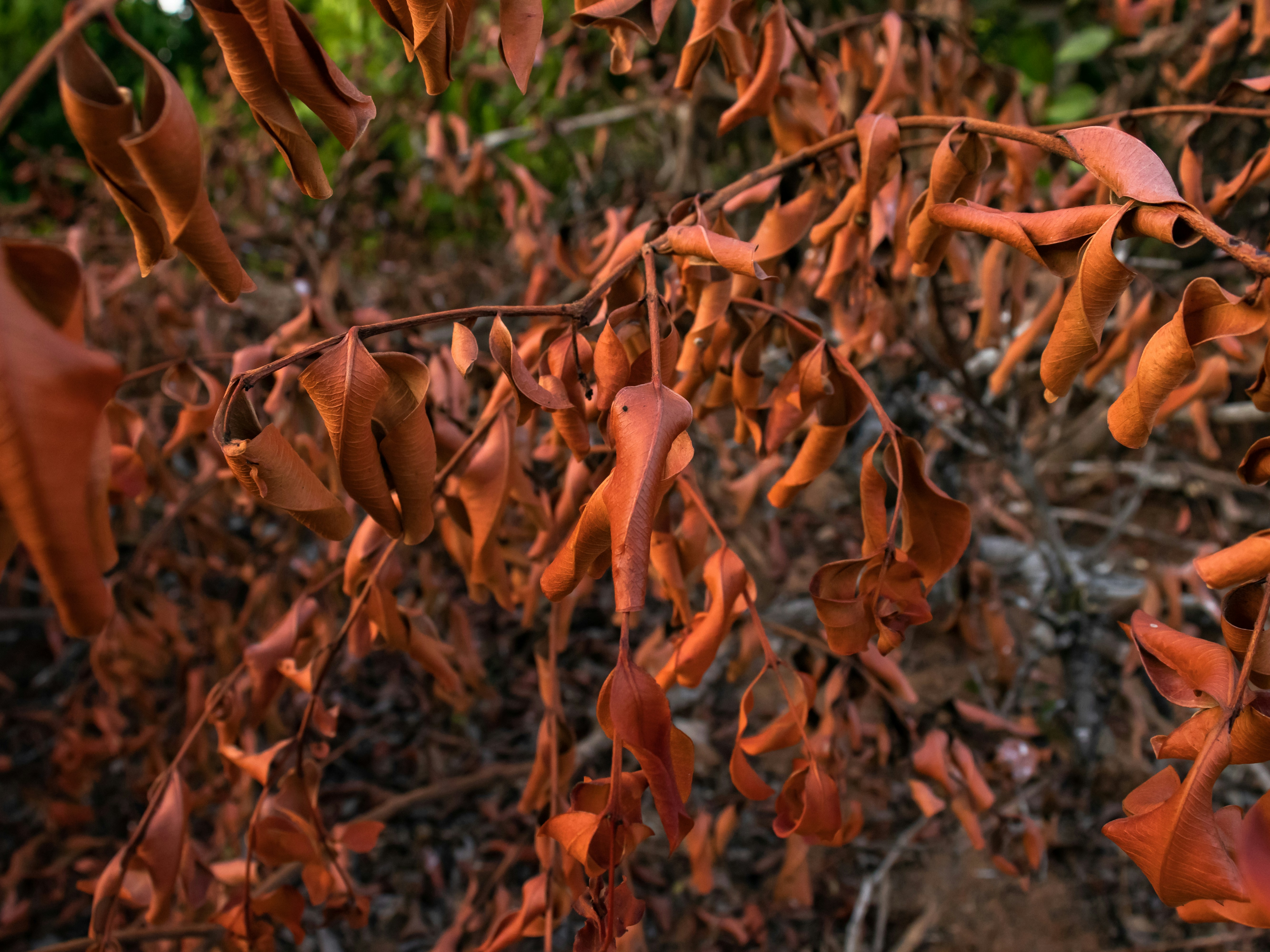 Ember Threads: Close-Up of Autumn Leaves in Warm Light