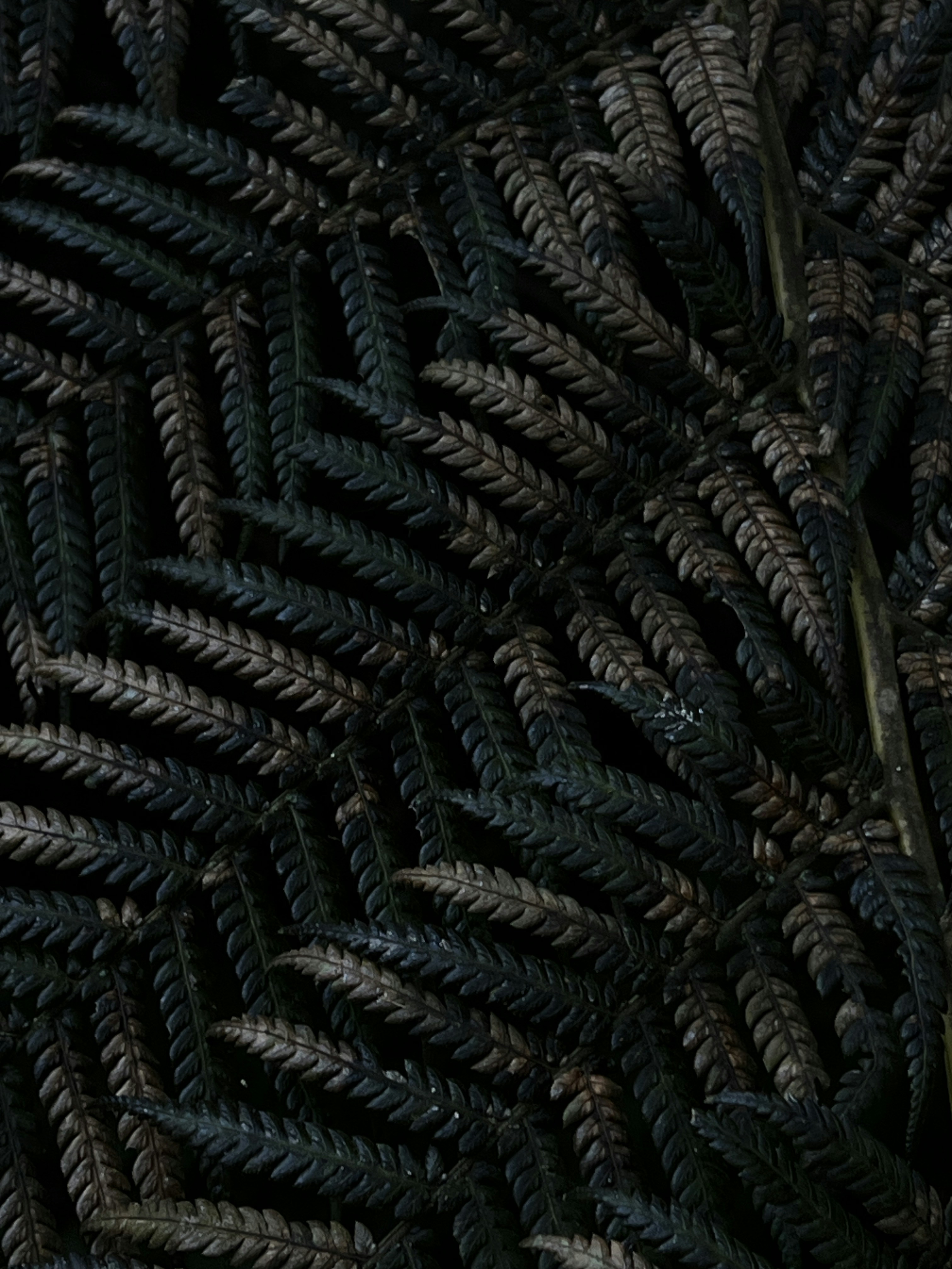 Shadowed Fronds: A Close-Up Study of Dusky Fern Texture