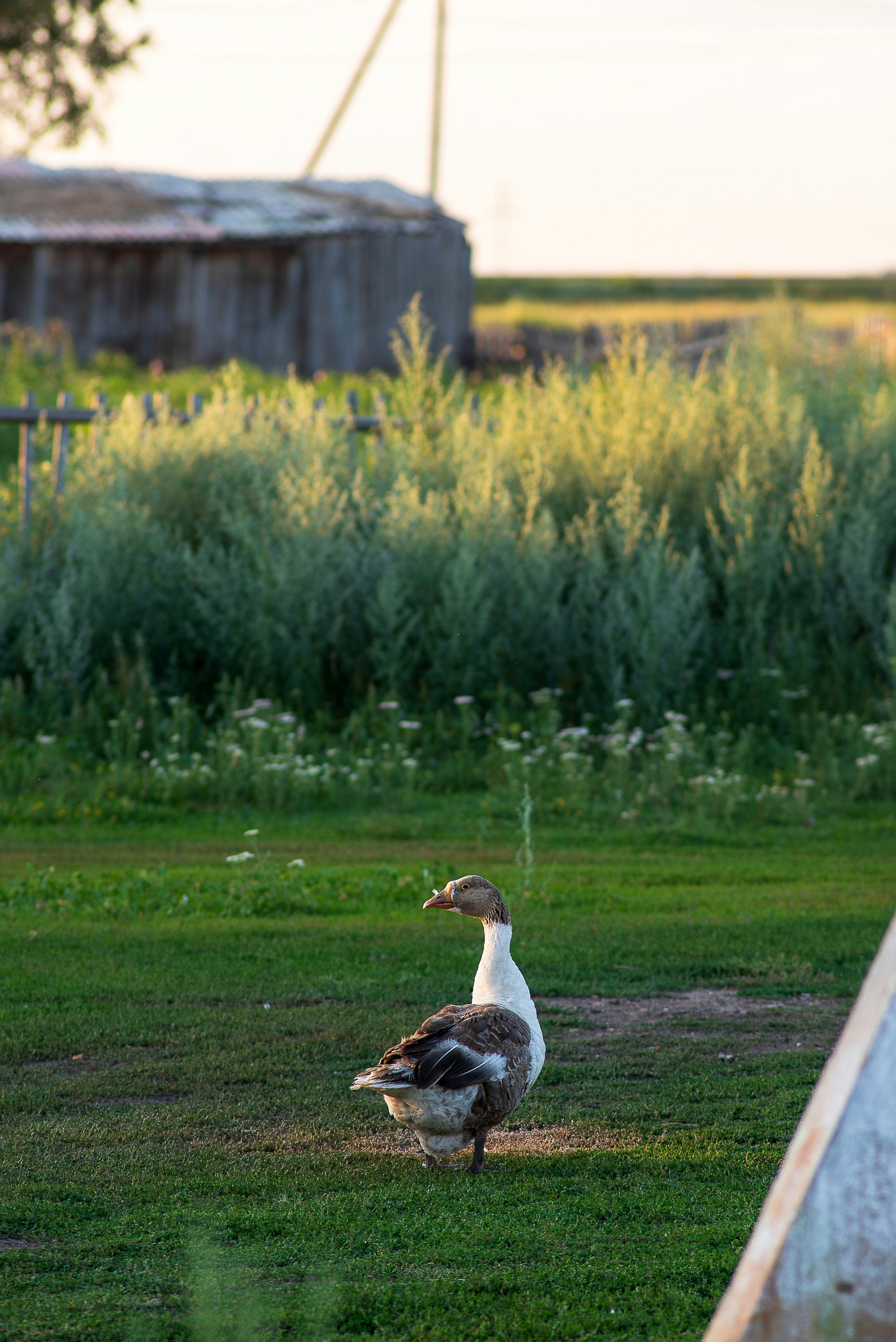 Golden Hour Sentinel: A Goose Beside a Weathered Shed