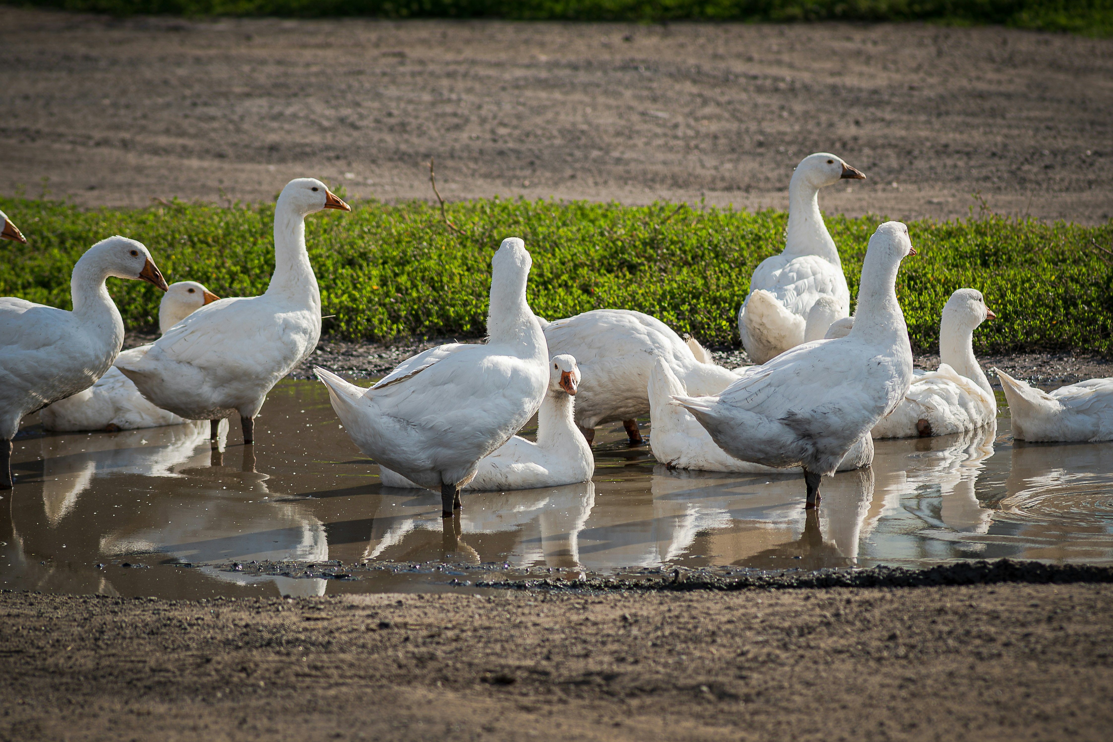 Quiet Congregation by a Muddy Pond: White Geese in Dappled Afternoon Light