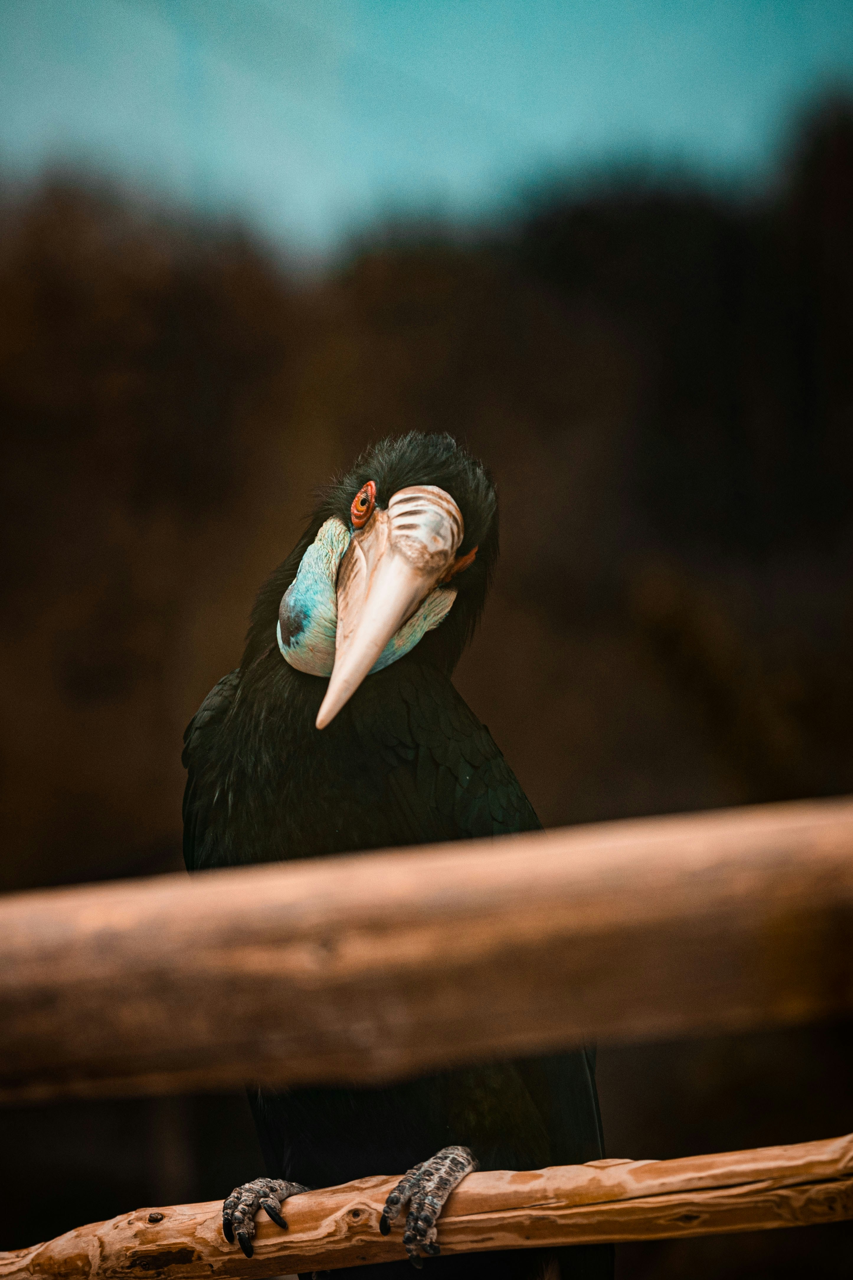The Hornbill's Quiet Gaze through a Wooden Barrier