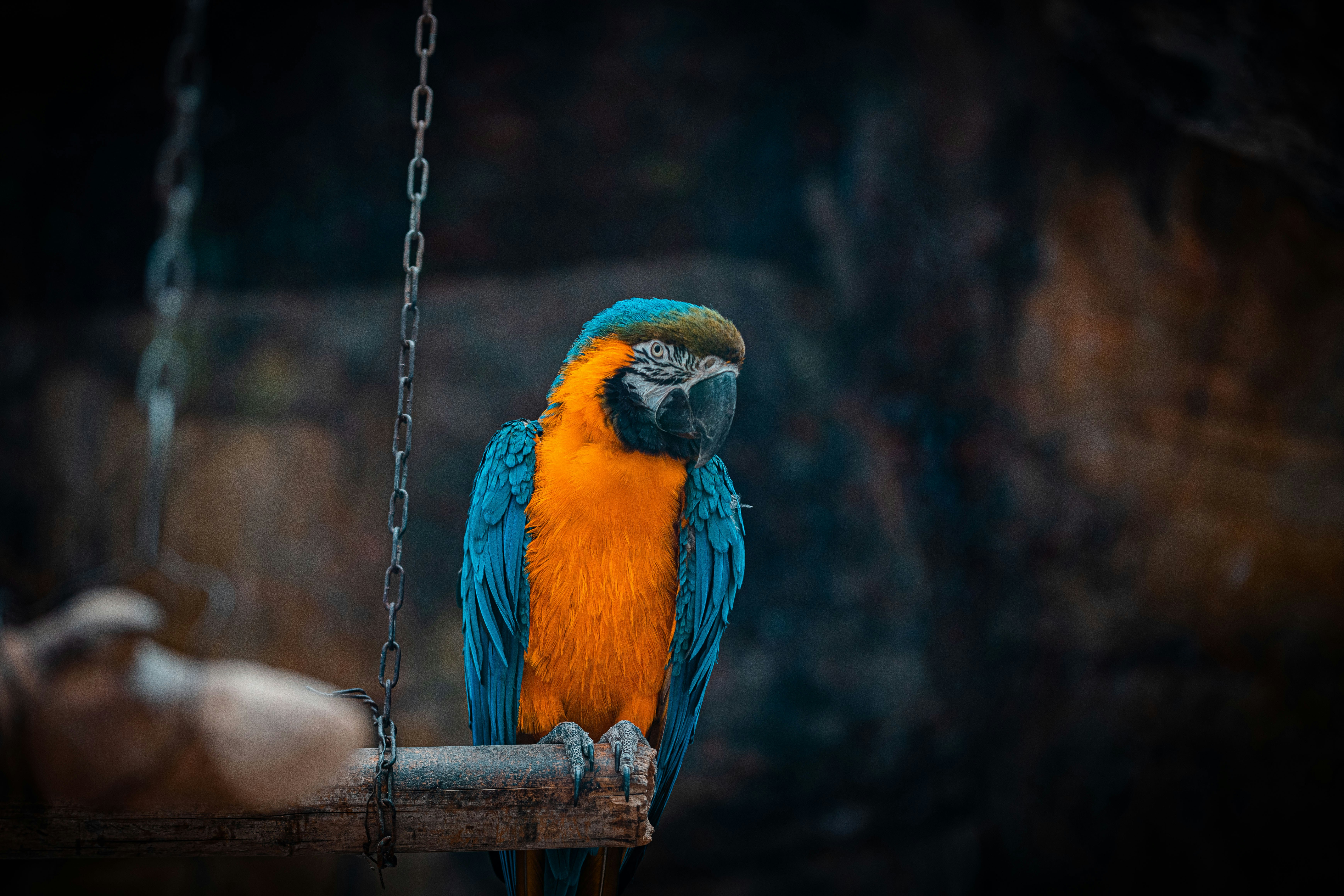 Gilded Gaze in Velvet Shadows: A Blue-and-Orange Macaw