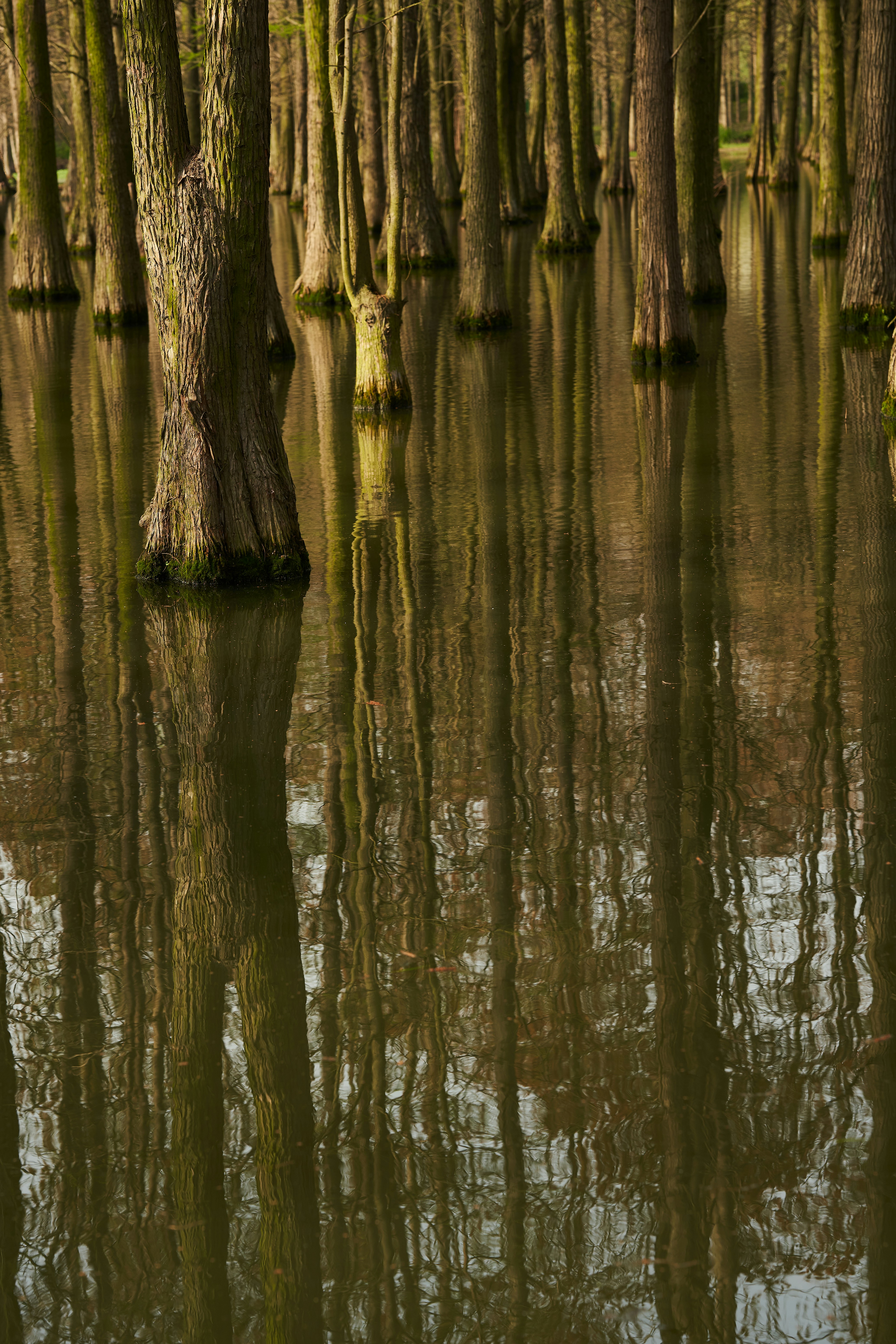 A group of trees that are in the water photo – Free 上海 qingpu district ...