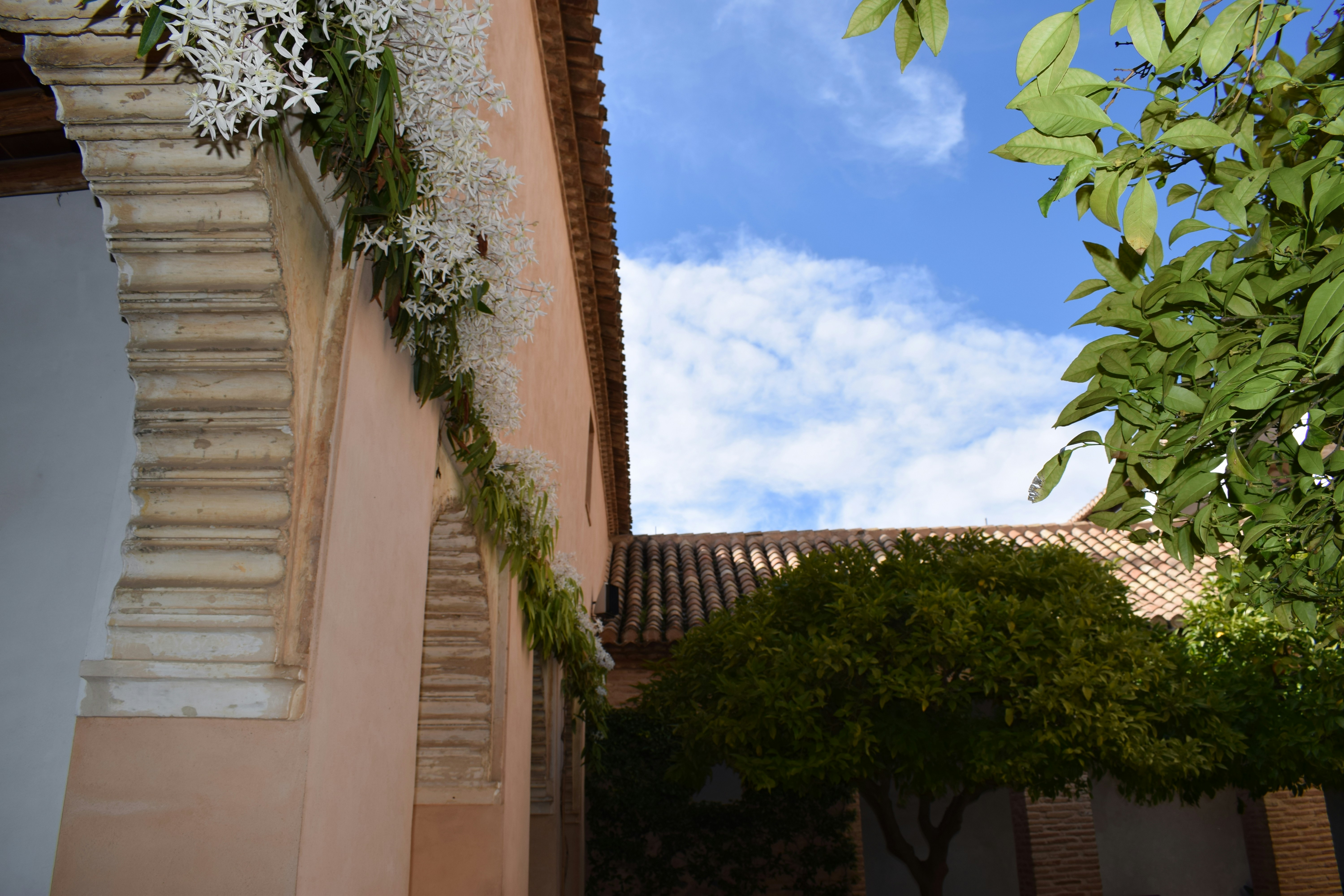 Courtyard Corner: Sunlit Arch, Climbing Wisteria and Olive-Green Foliage