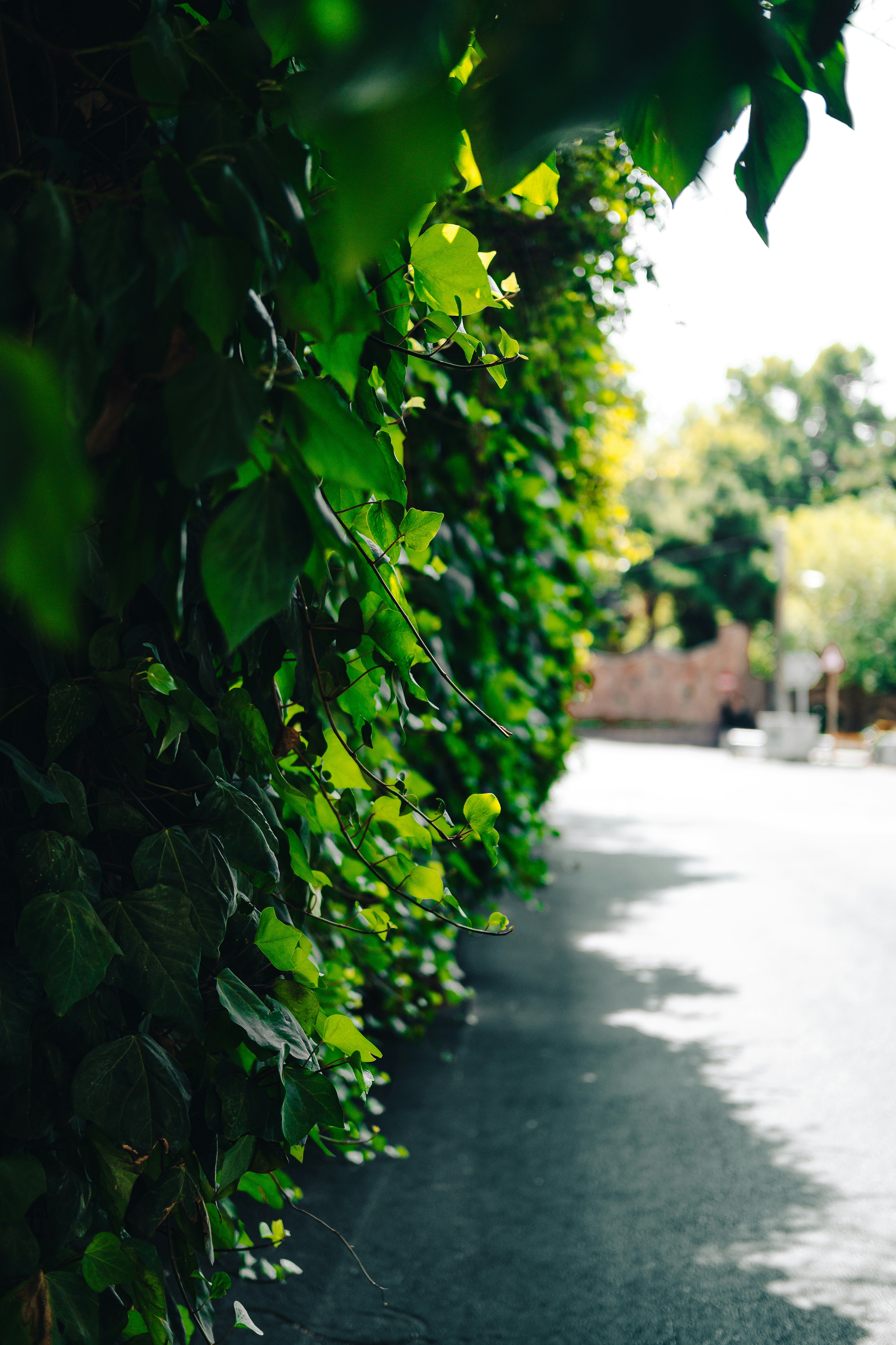 Photo by Seyed Amir Mohammad Tabatabaee with Fujifilm X-T200