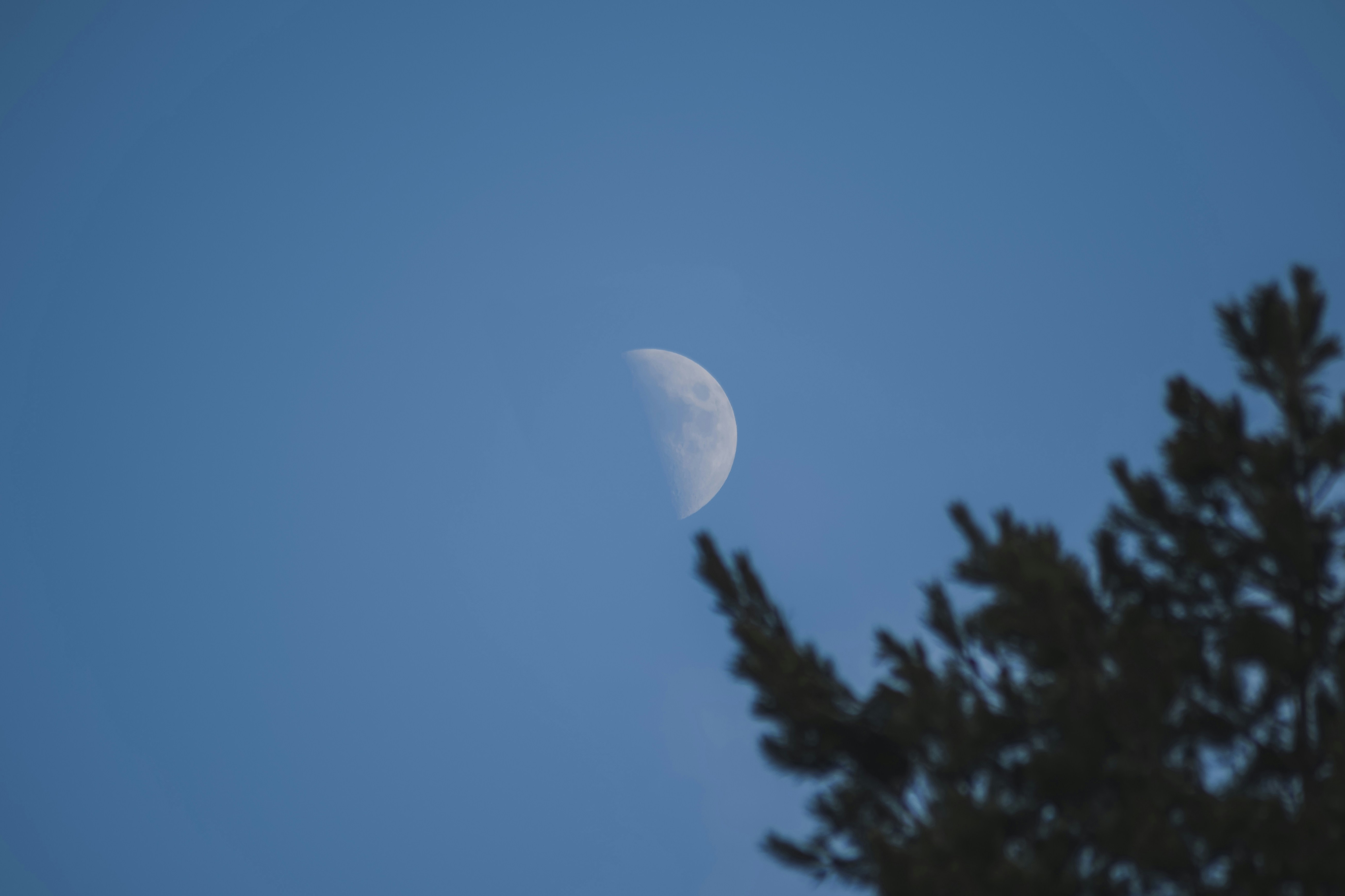 A half moon seen through the branches of a tree photo – Free Nature ...