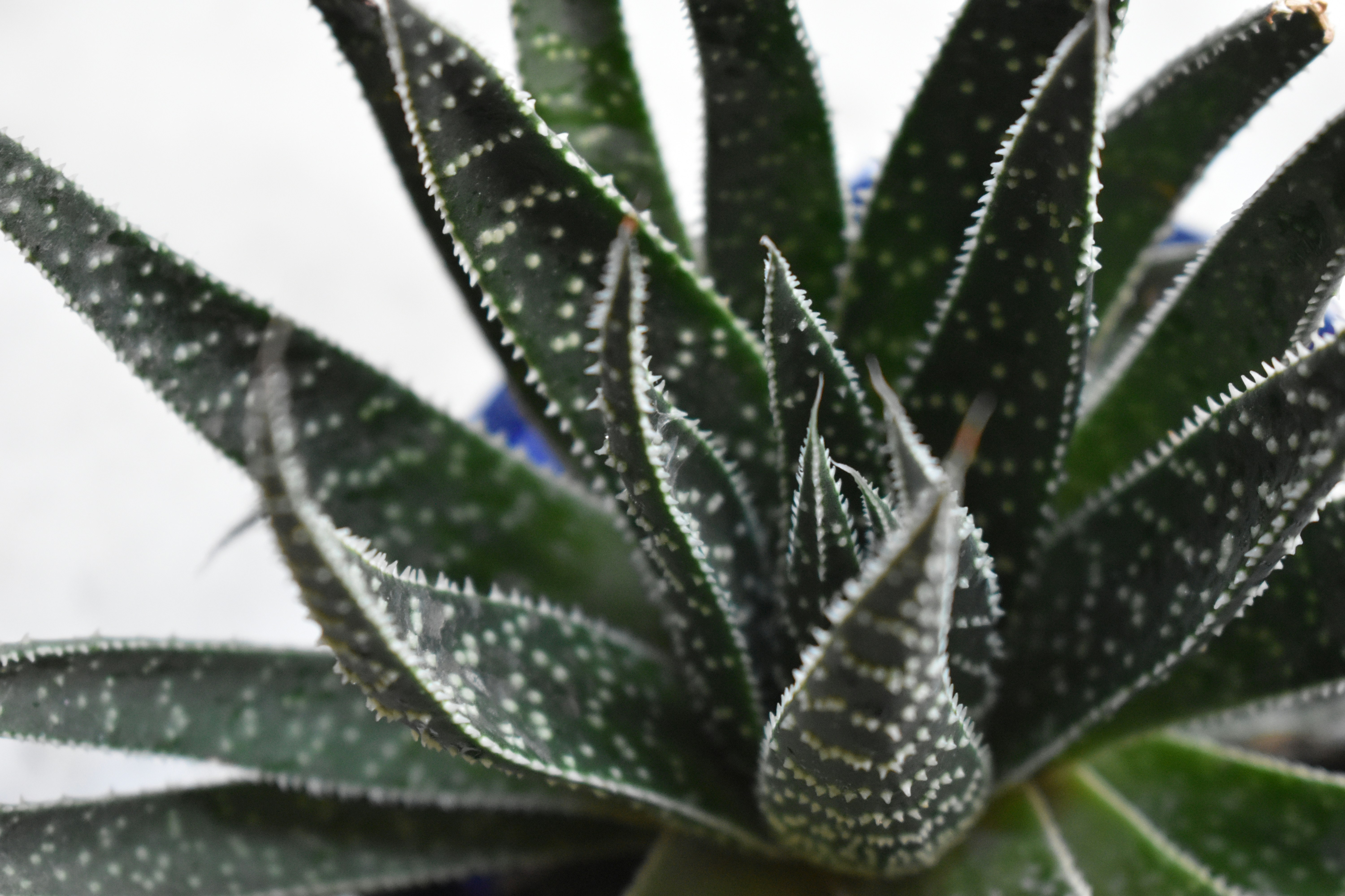 This close-up image of a succulent plant in a pot shows the beauty and diversity of these drought-resistant plants. The green leaves of the succulent are dotted with white spots, which add a touch of contrast and interest. The pot provides a striking backdrop for the plant, and the overall effect is both calming and inviting.