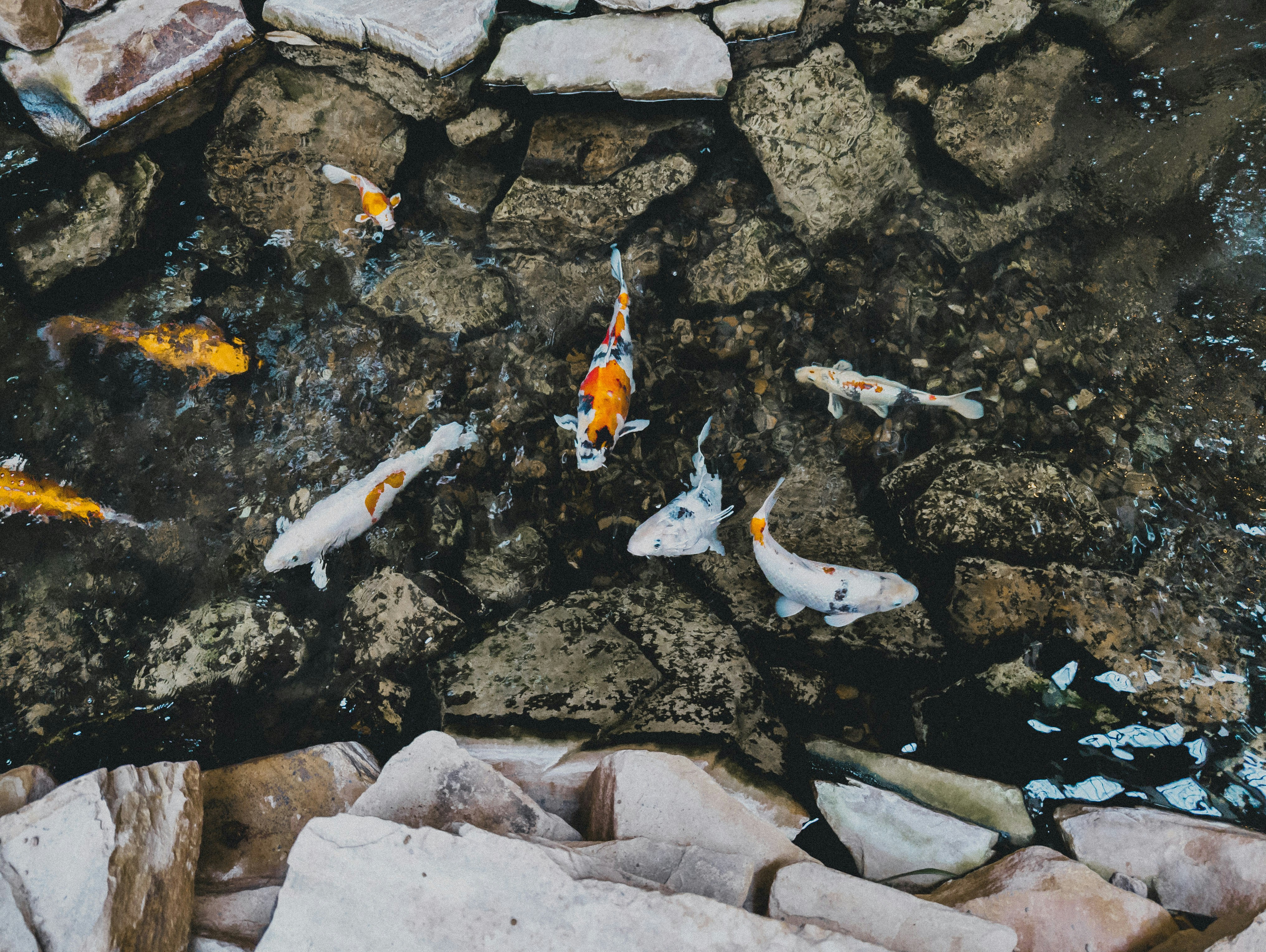 A group of koi fish swimming in a pond photo – Free Pond Image on Unsplash