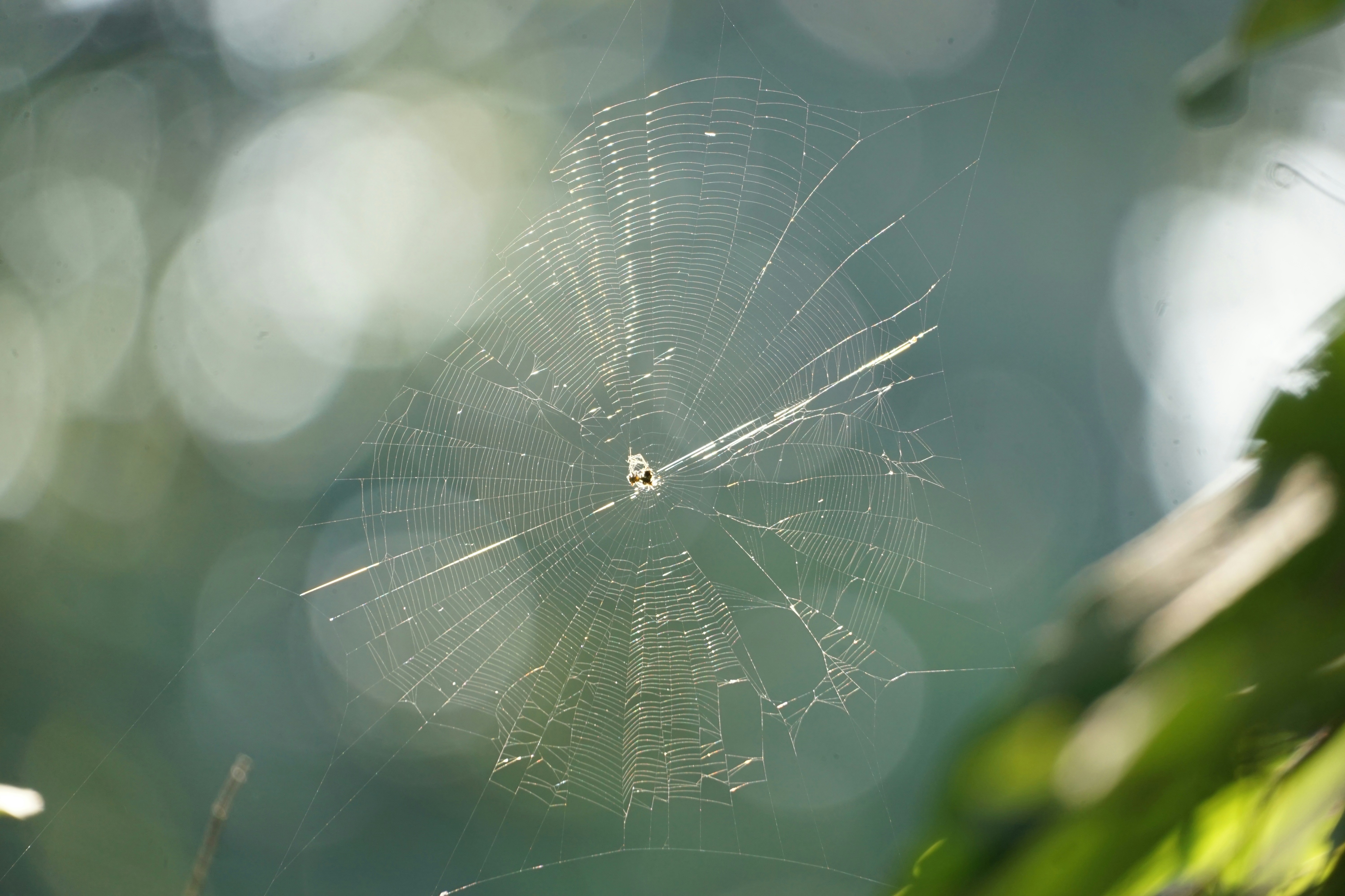 Center of Silk: Dew-kissed Orb Web in Velvet Backdrop