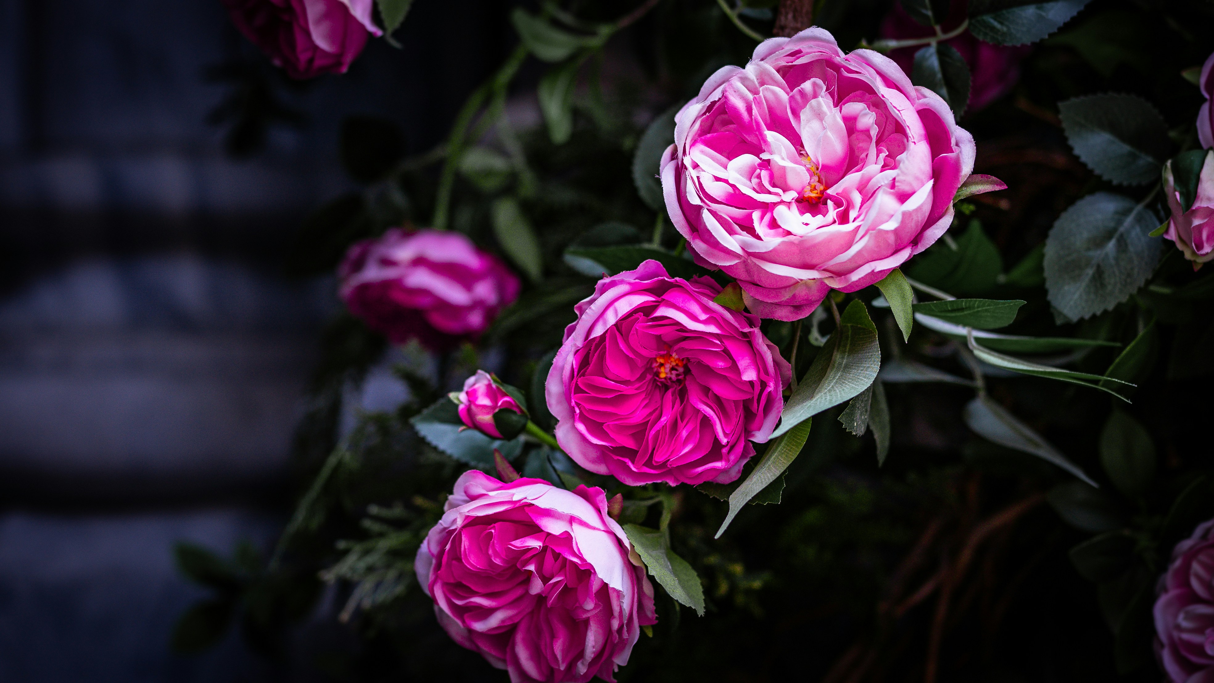 Vivid Pink Roses in a Dark-Backlit Garden Shroud