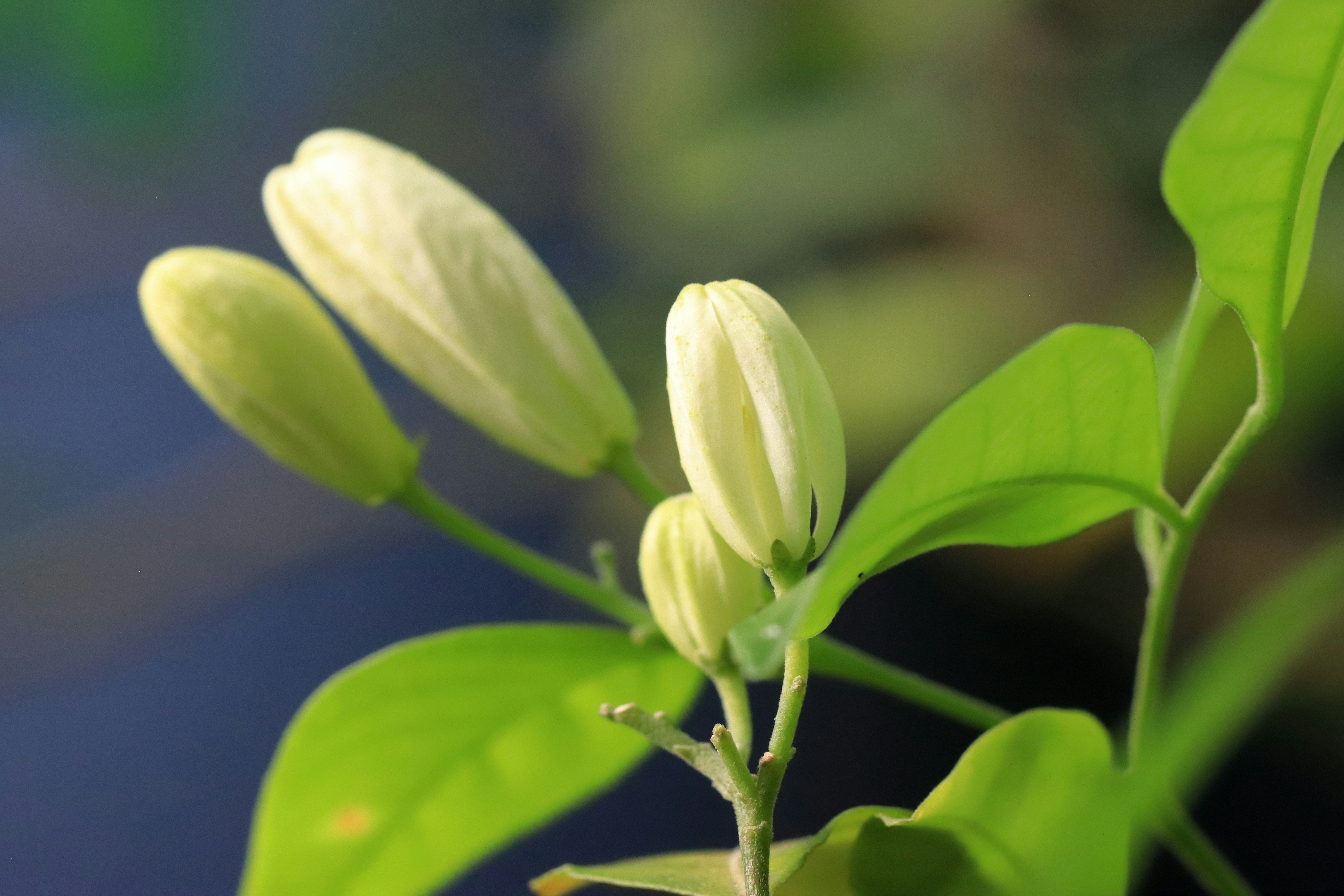 White flower buds poised to bloom against lush green leaves.