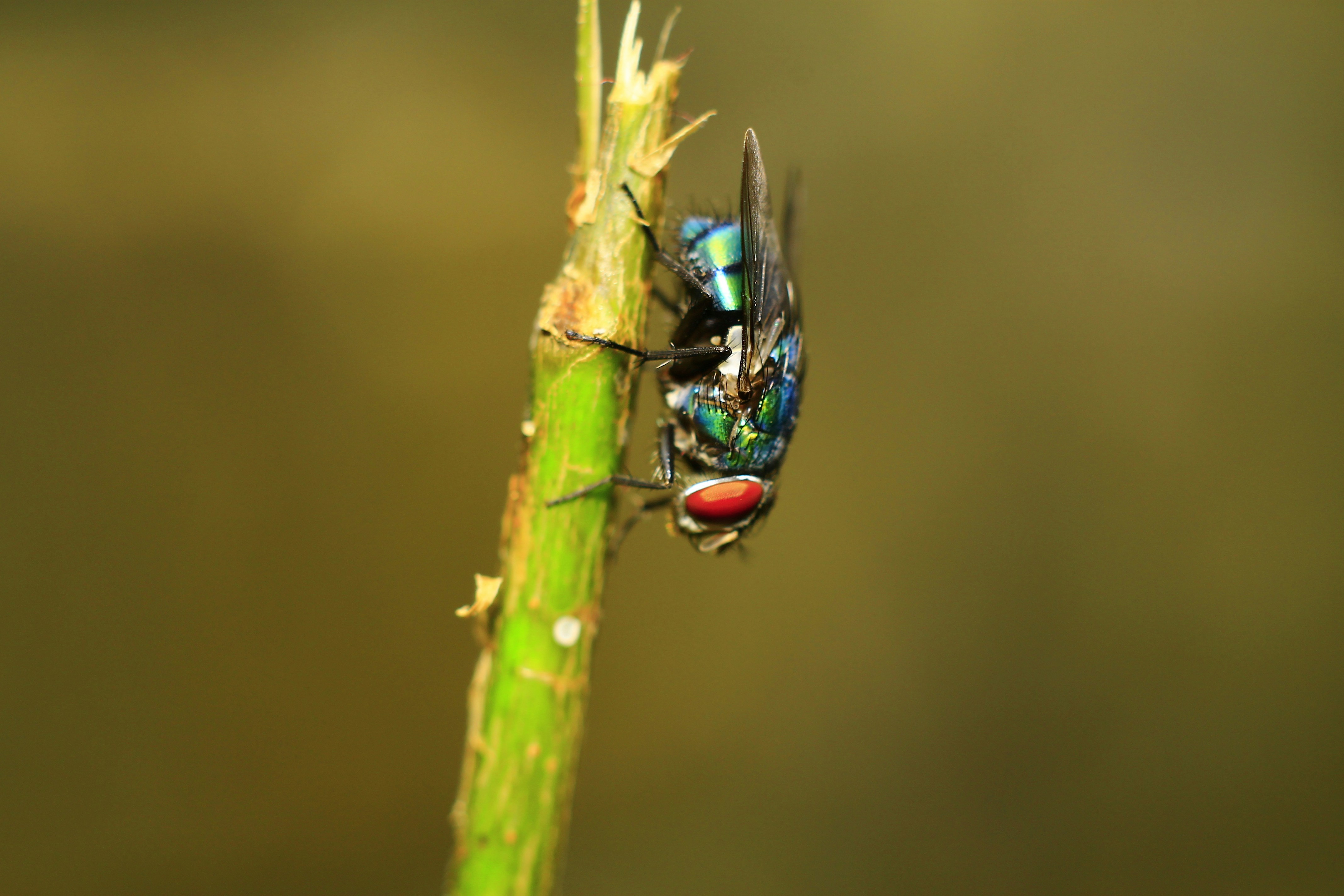 A House Fly Macro Photo Short